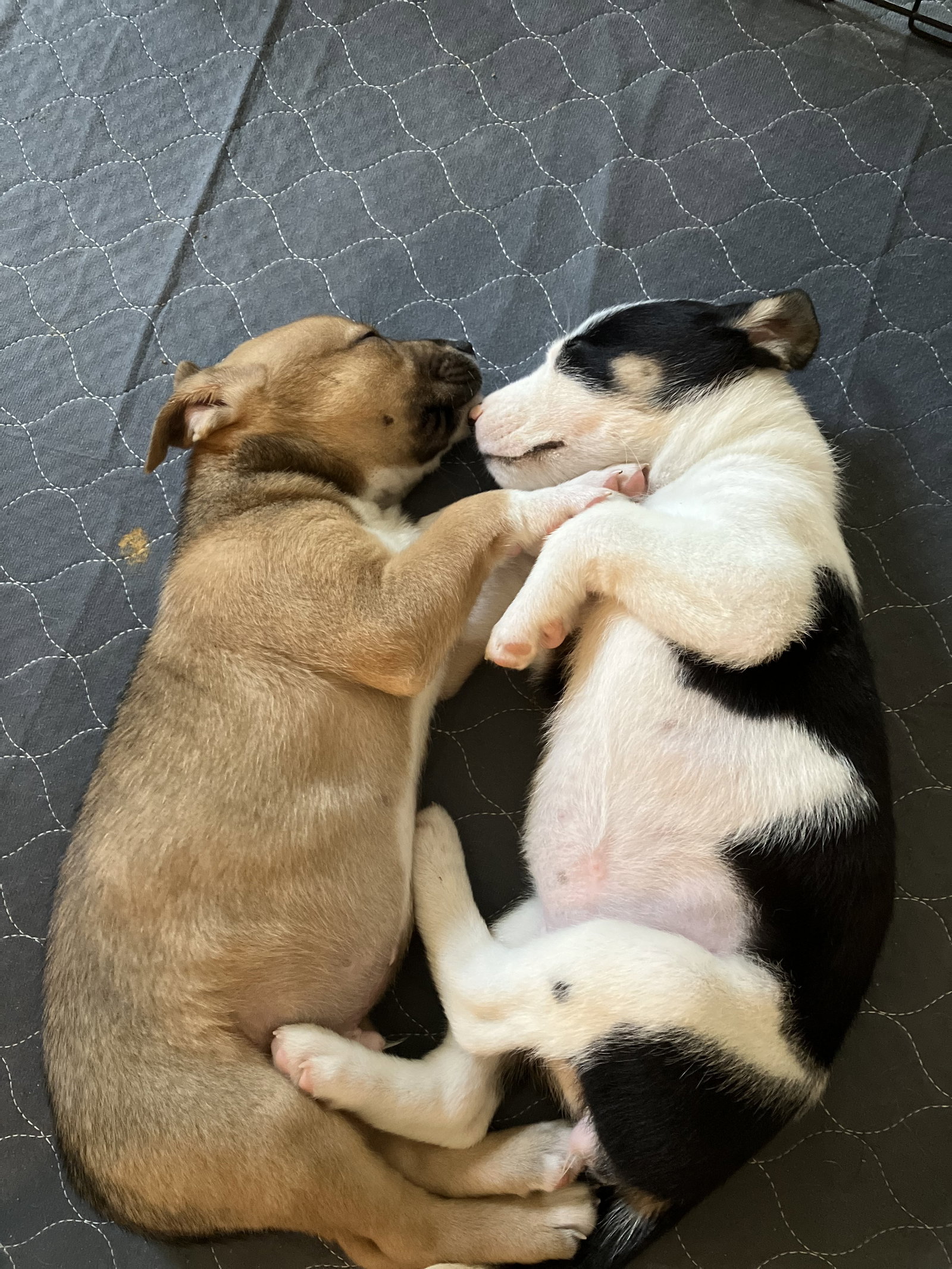 OUR ADOPTABLE DOGS – Appalachian Highlands Humane Society