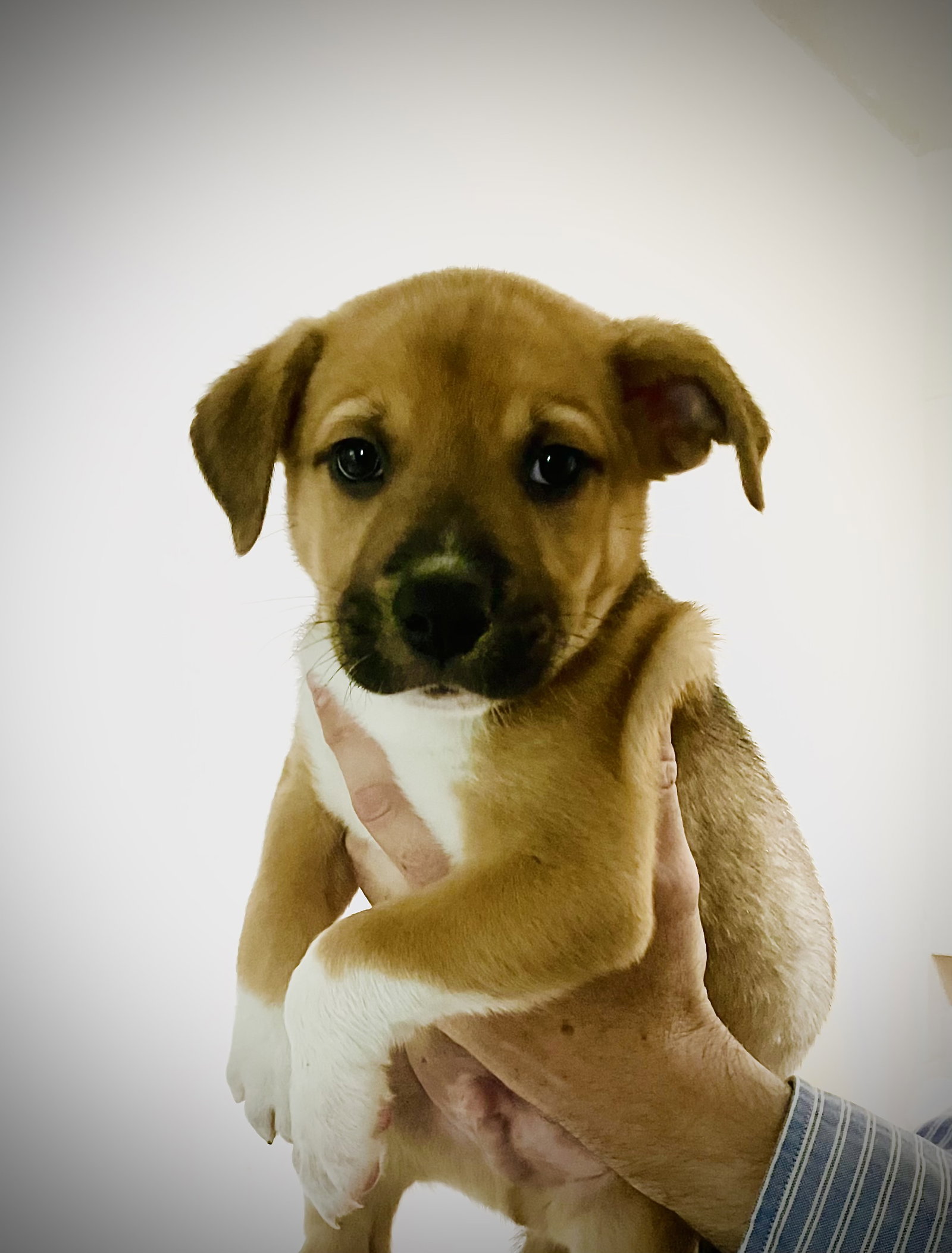 OUR ADOPTABLE DOGS – Appalachian Highlands Humane Society