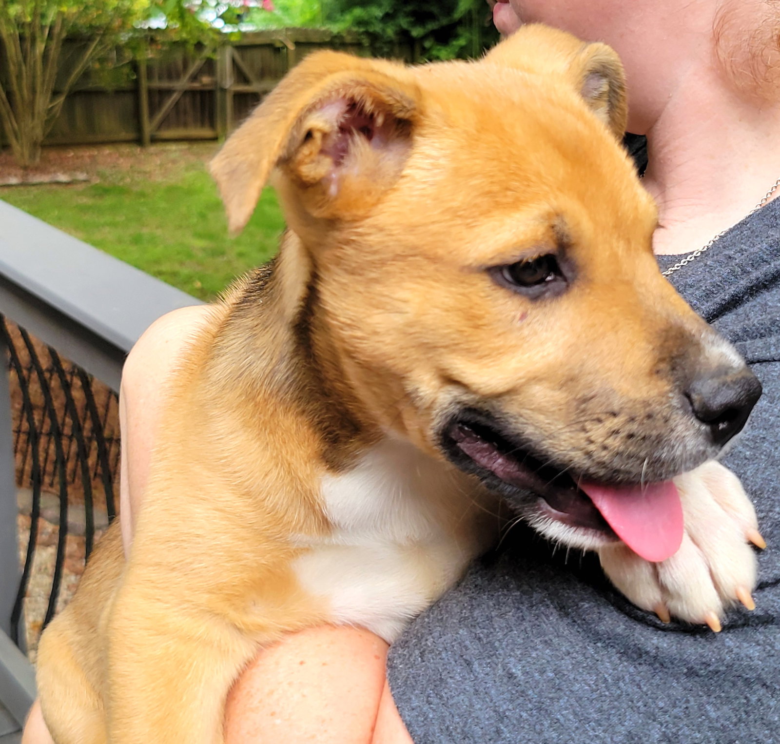 OUR ADOPTABLE DOGS – Appalachian Highlands Humane Society