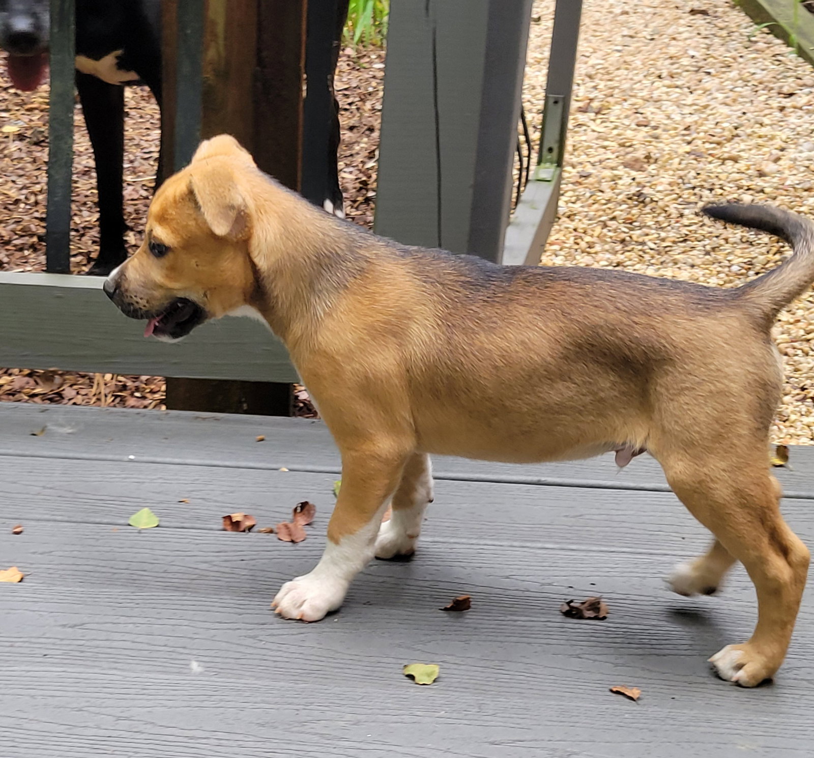 OUR ADOPTABLE DOGS – Appalachian Highlands Humane Society