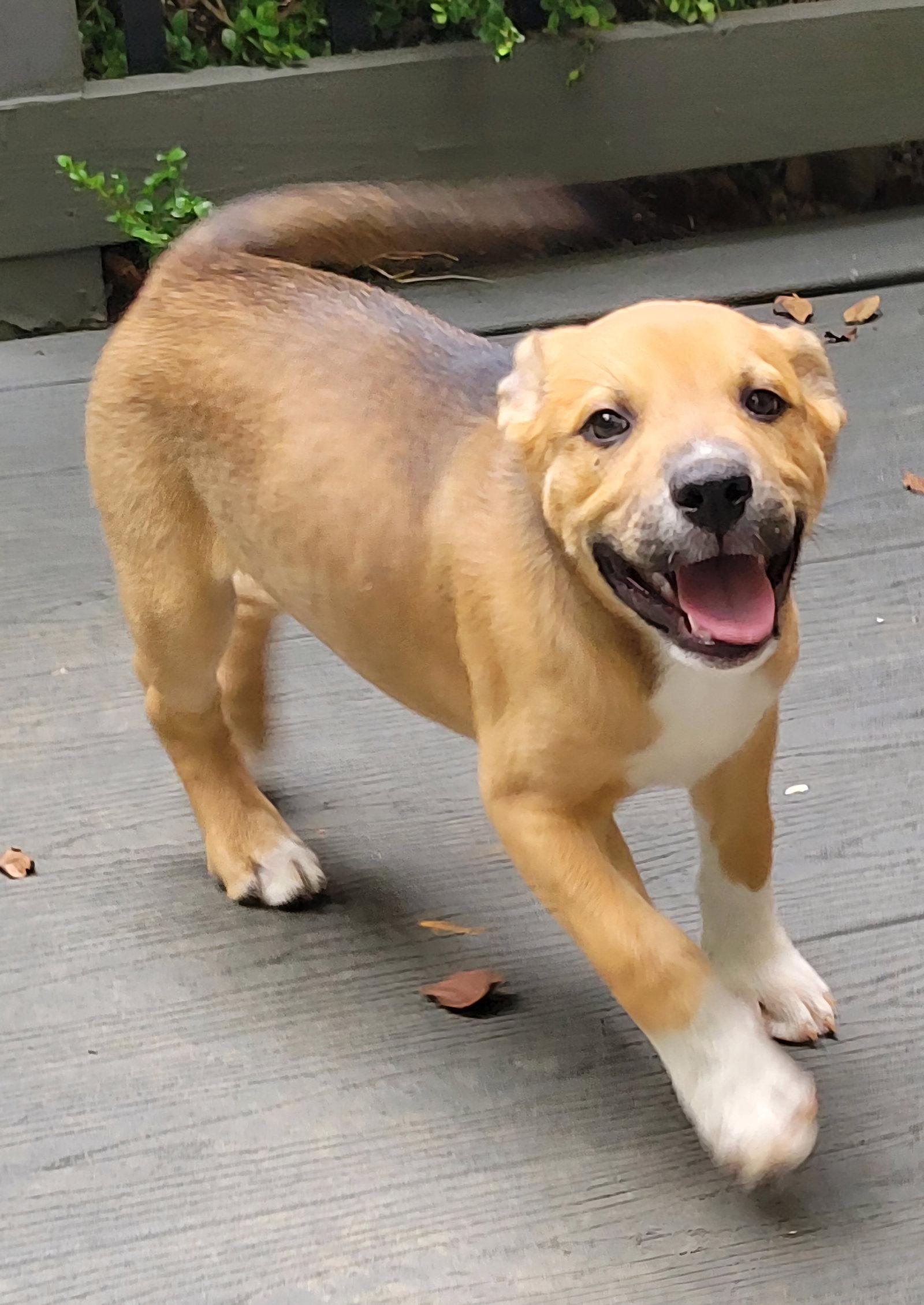 OUR ADOPTABLE DOGS – Appalachian Highlands Humane Society