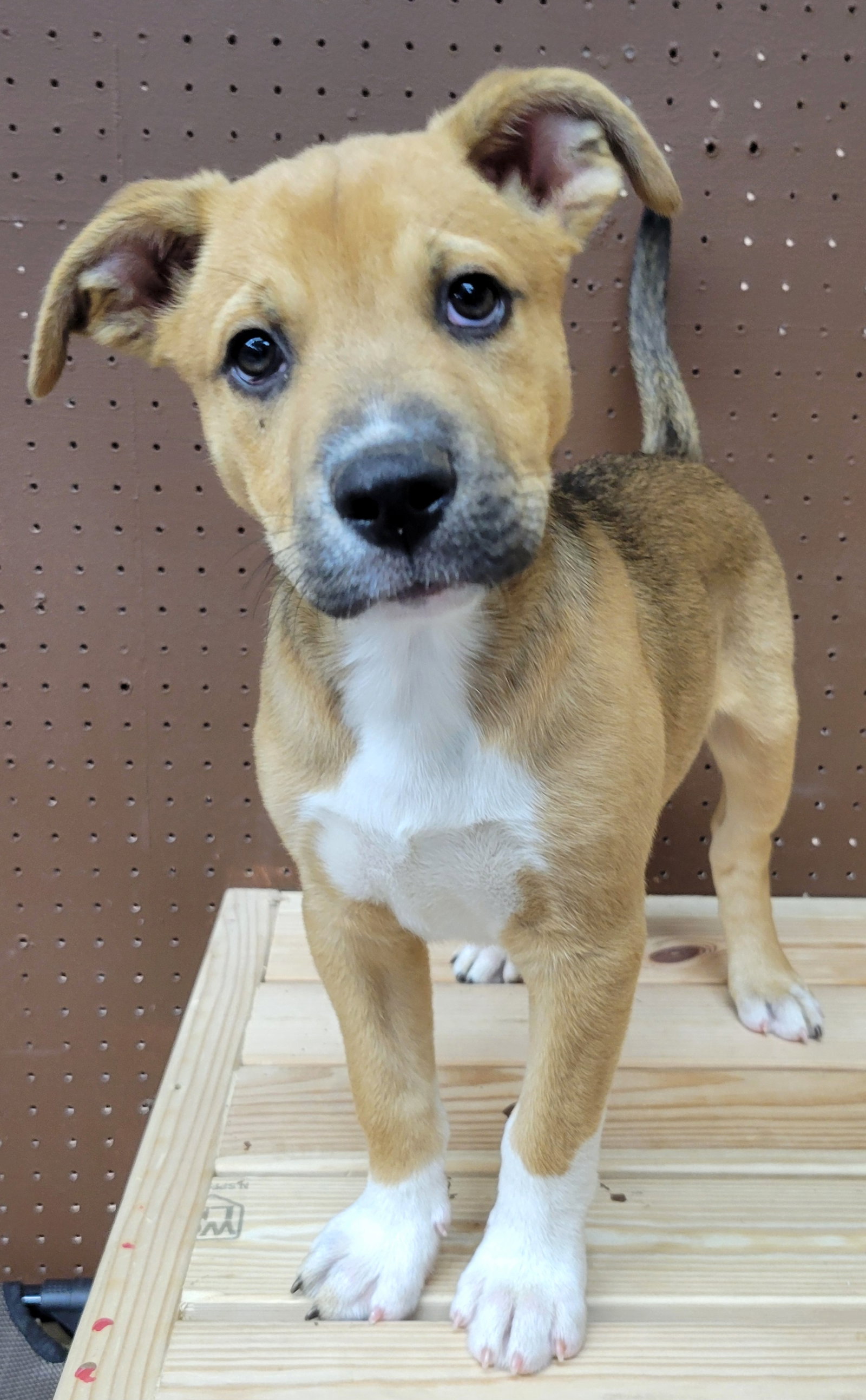 OUR ADOPTABLE DOGS – Appalachian Highlands Humane Society