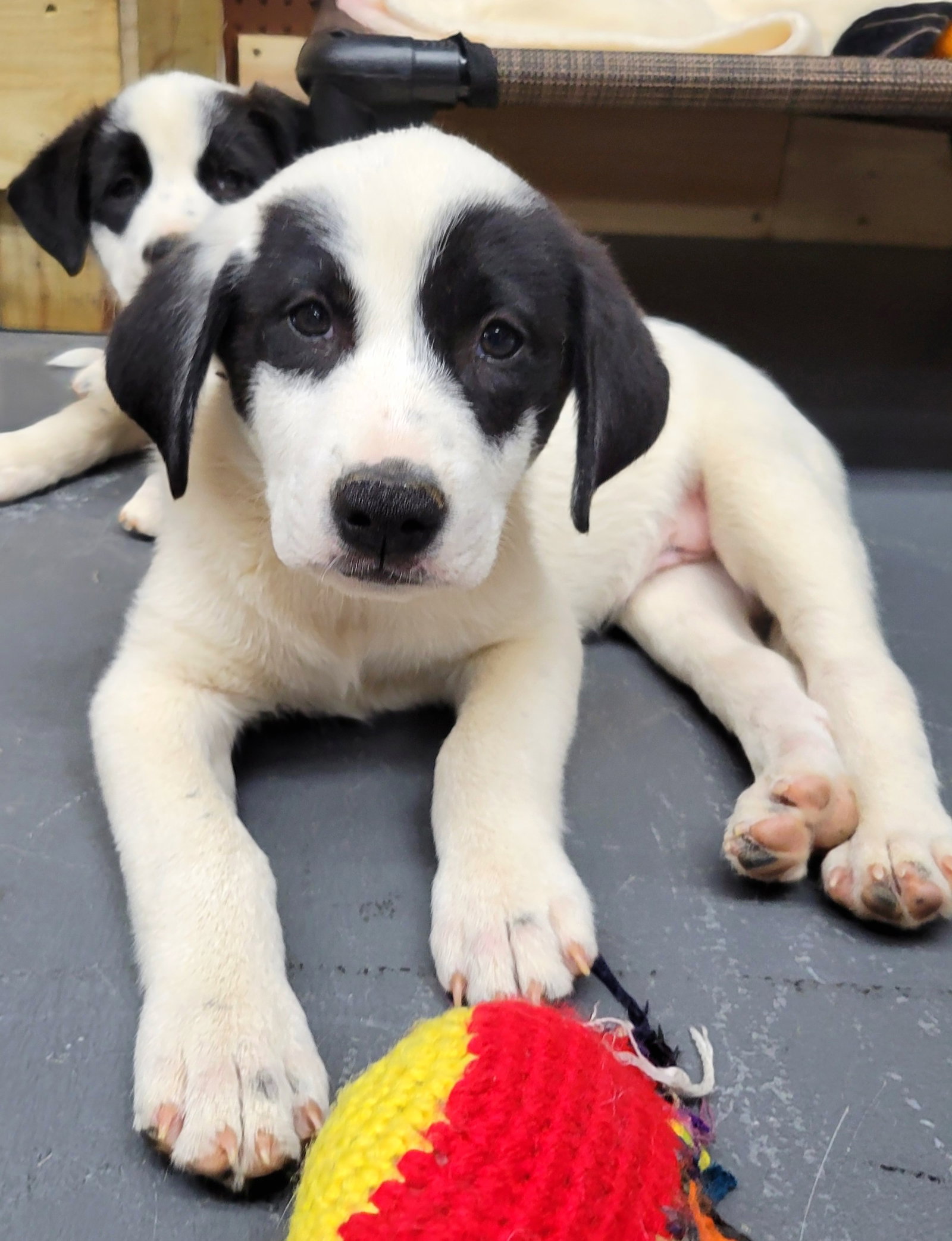 OUR ADOPTABLE DOGS – Appalachian Highlands Humane Society