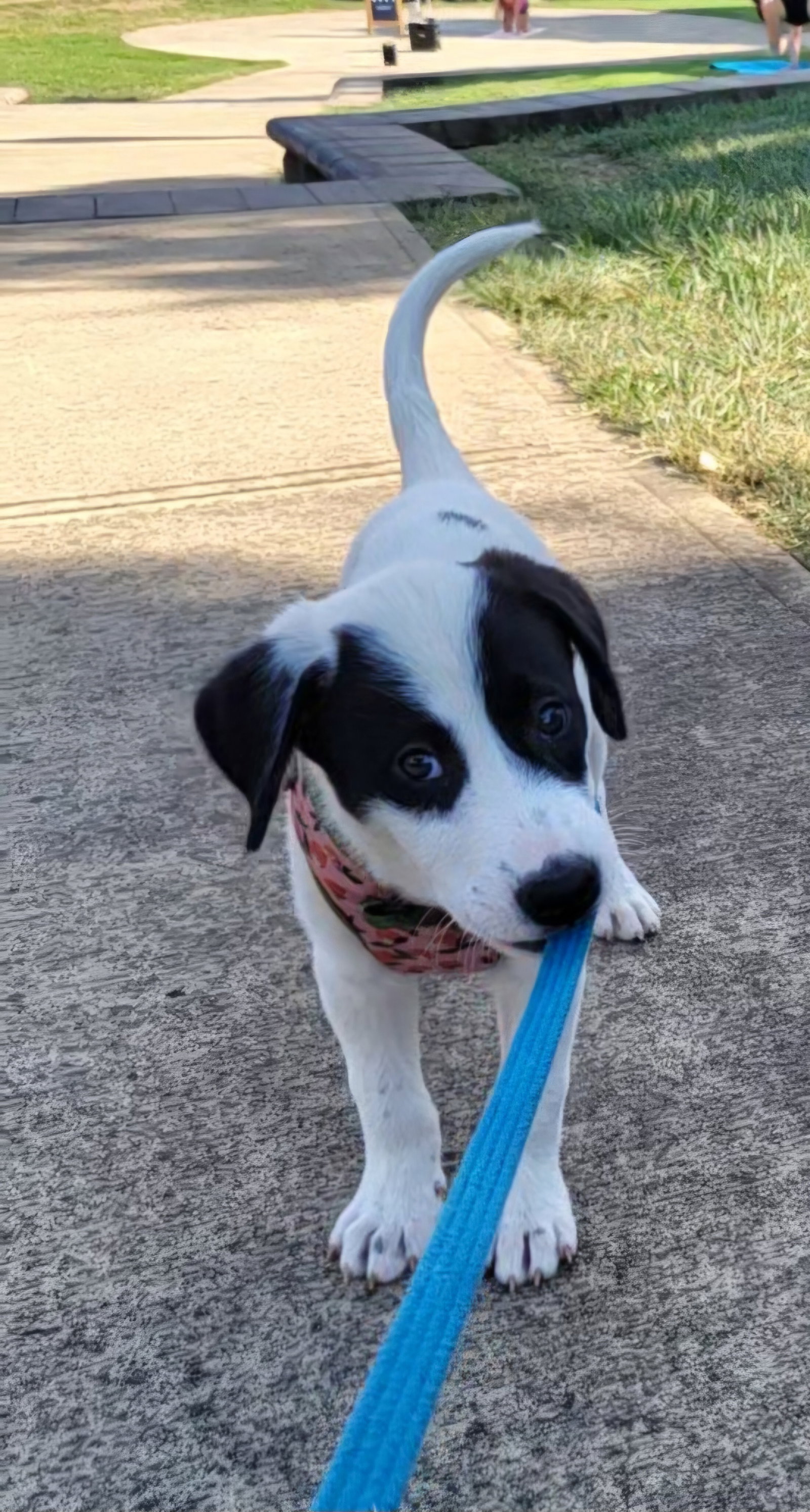 OUR ADOPTABLE DOGS – Appalachian Highlands Humane Society
