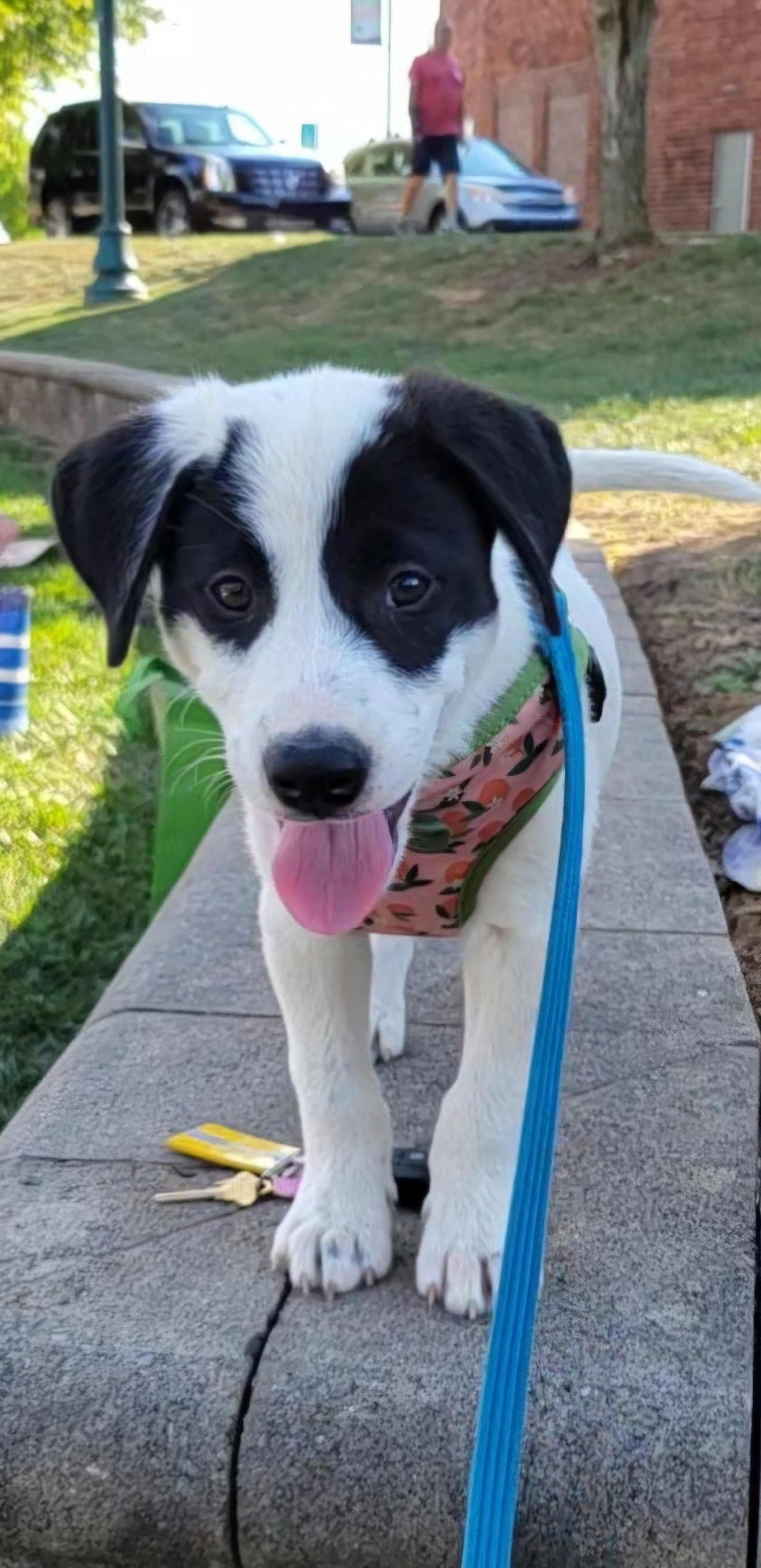 OUR ADOPTABLE DOGS – Appalachian Highlands Humane Society