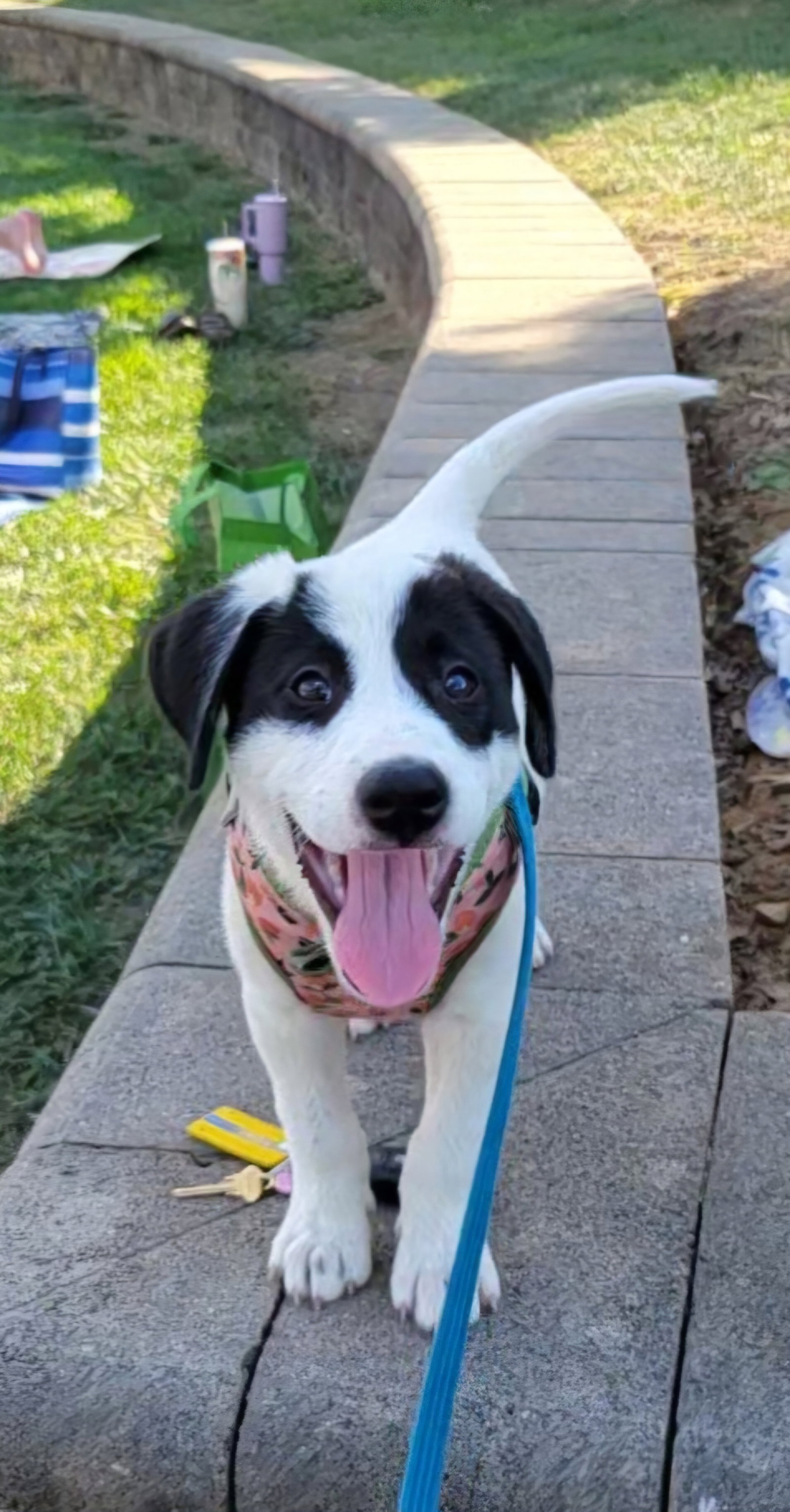 OUR ADOPTABLE DOGS – Appalachian Highlands Humane Society