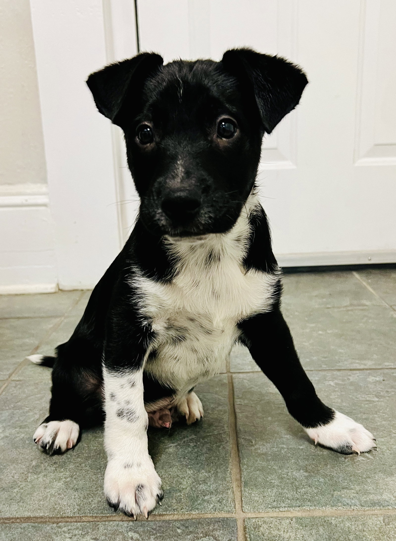 OUR ADOPTABLE DOGS – Appalachian Highlands Humane Society