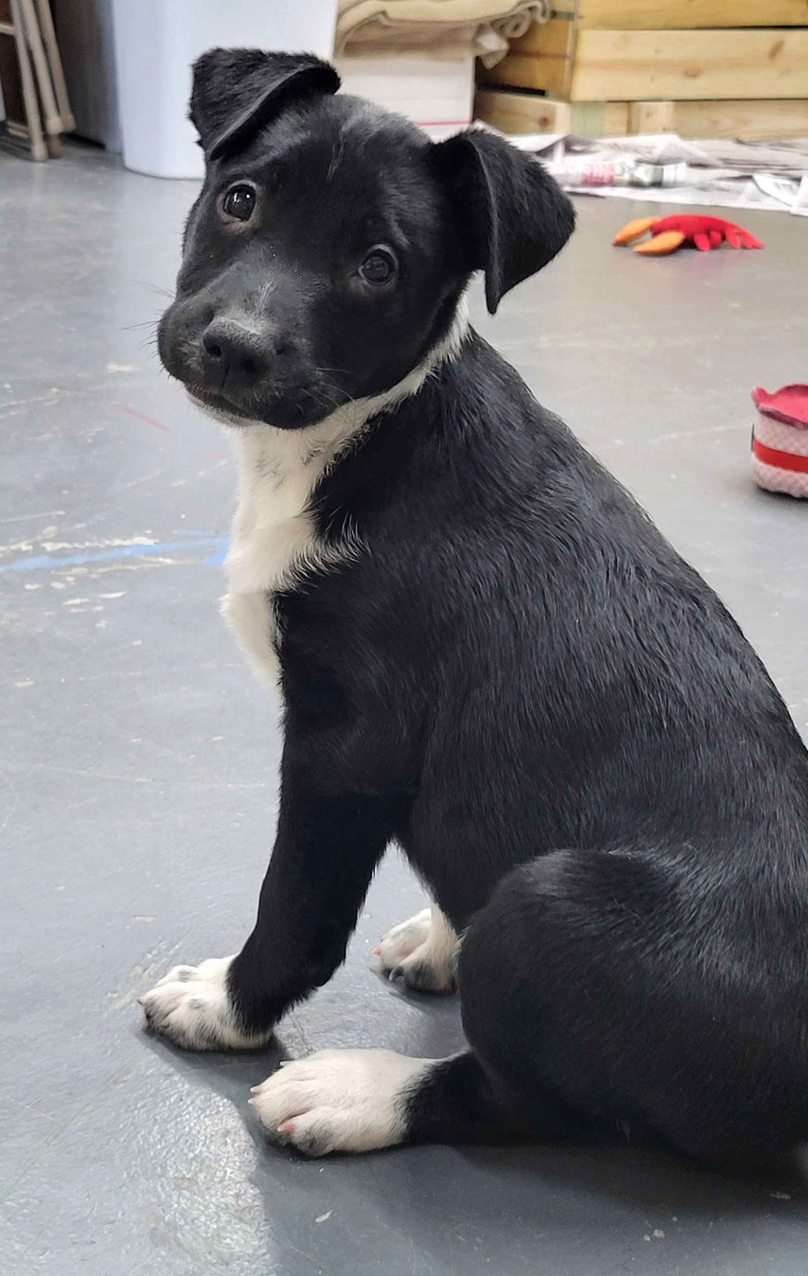 OUR ADOPTABLE DOGS – Appalachian Highlands Humane Society