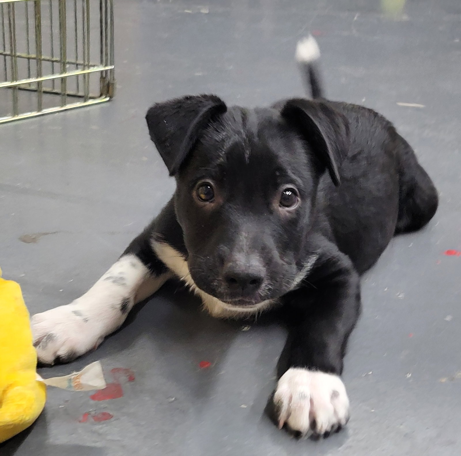 OUR ADOPTABLE DOGS – Appalachian Highlands Humane Society