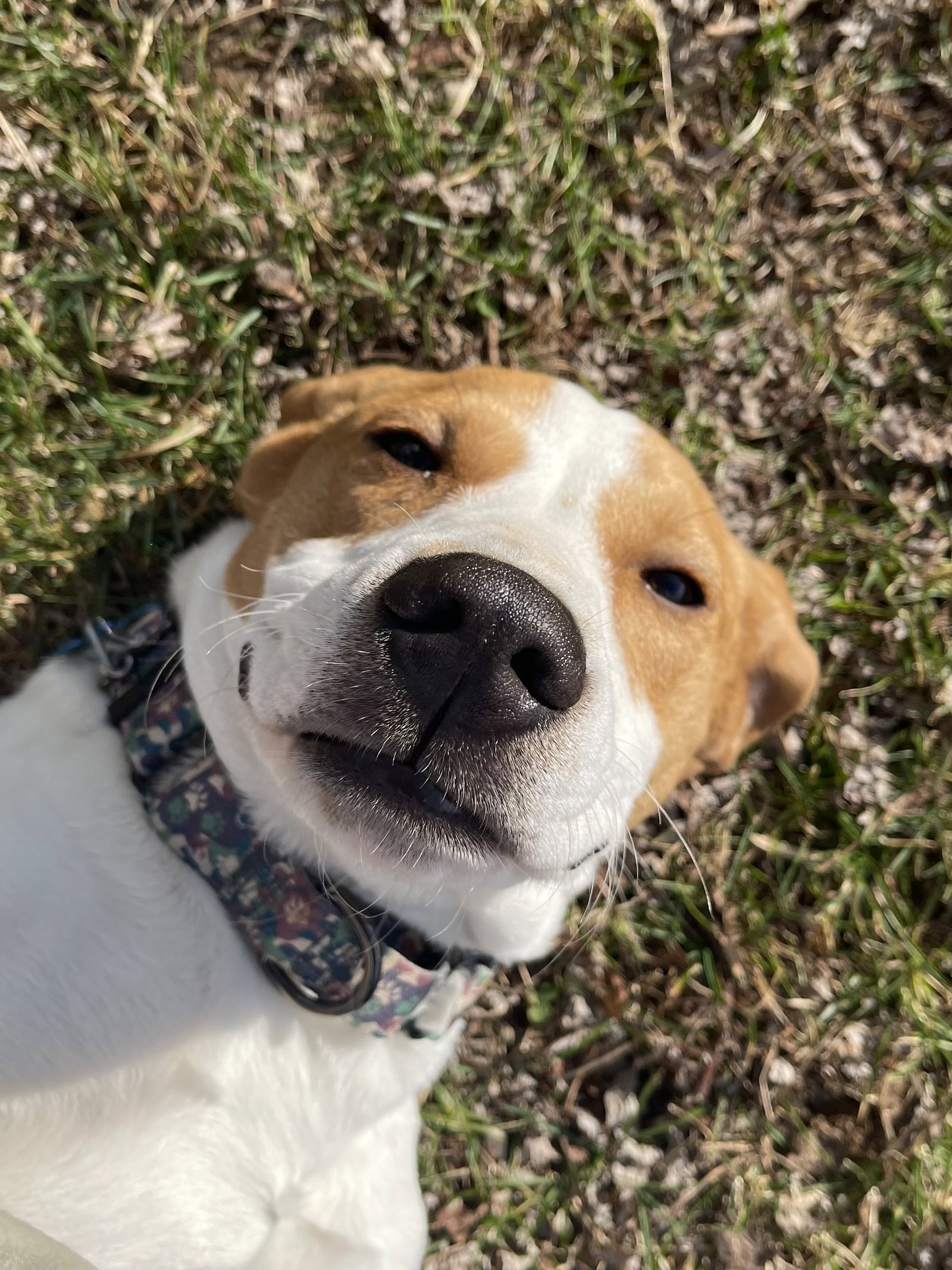 OUR ADOPTABLE DOGS – Appalachian Highlands Humane Society
