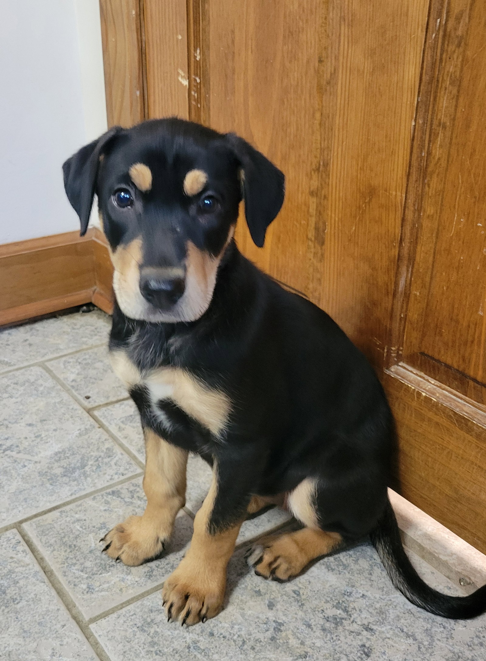 OUR ADOPTABLE DOGS – Appalachian Highlands Humane Society