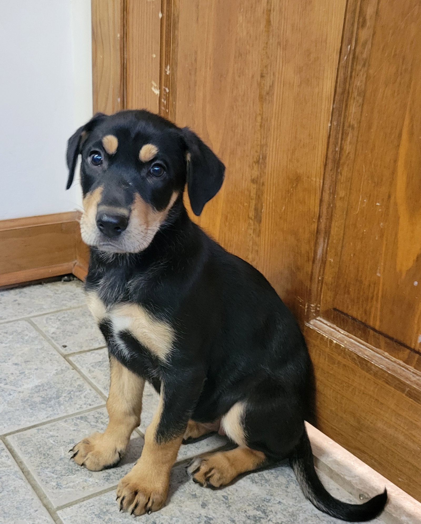 OUR ADOPTABLE DOGS – Appalachian Highlands Humane Society