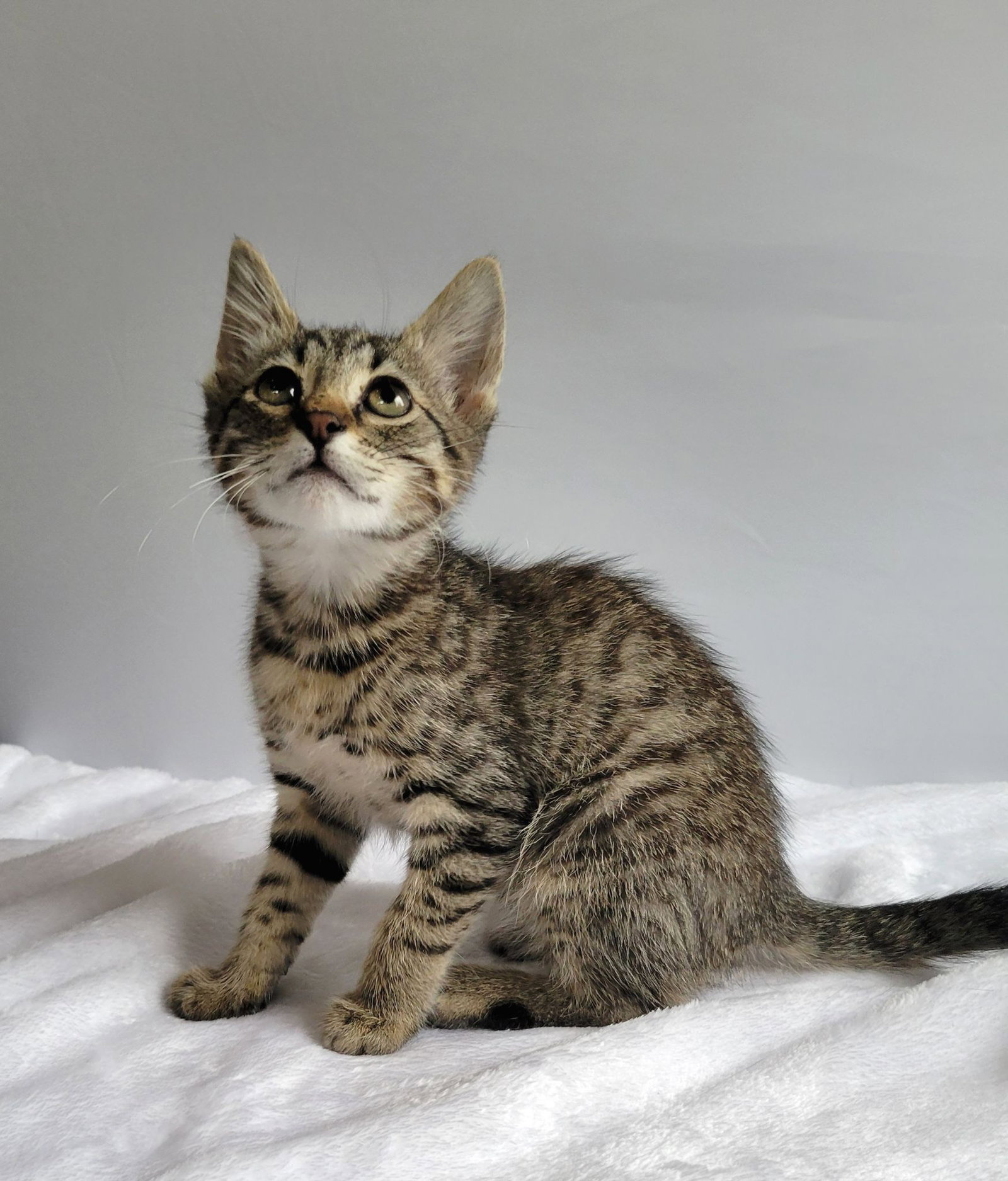 OUR ADOPTABLE CATS – Appalachian Highlands Humane Society