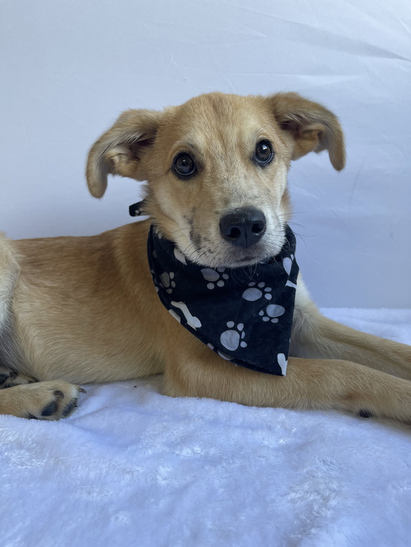 OUR ADOPTABLE DOGS – Appalachian Highlands Humane Society