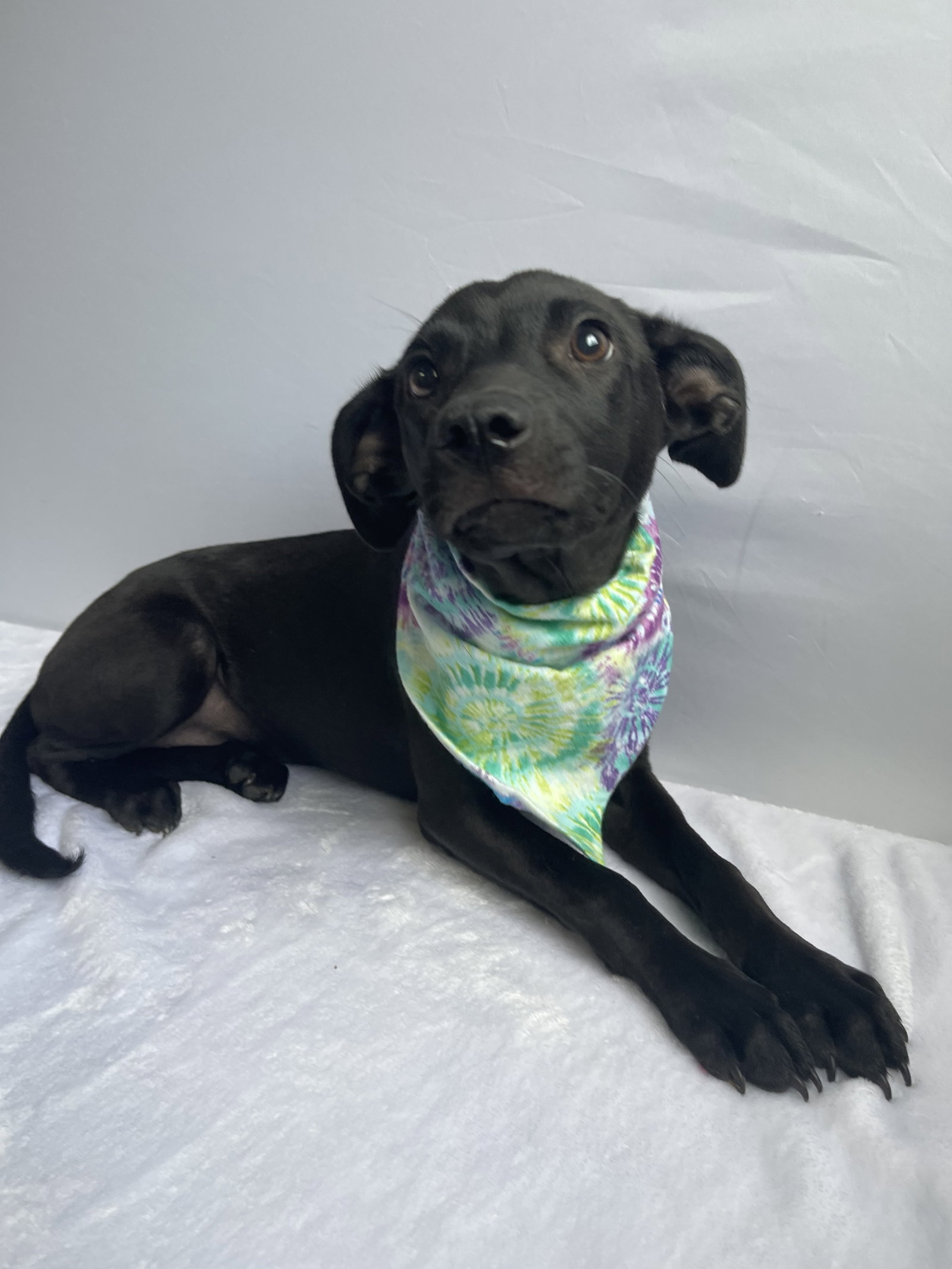 OUR ADOPTABLE DOGS – Appalachian Highlands Humane Society