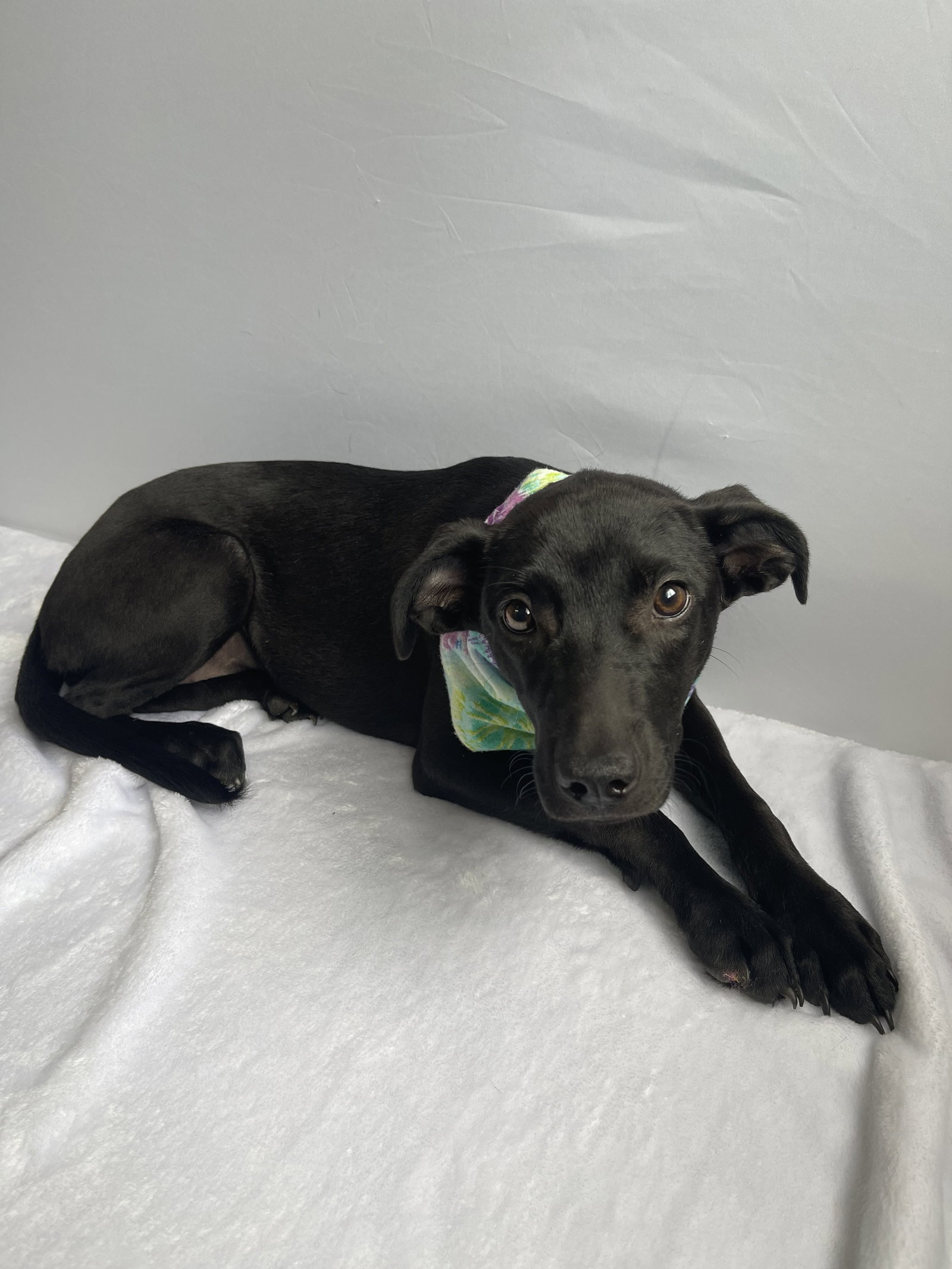 OUR ADOPTABLE DOGS – Appalachian Highlands Humane Society