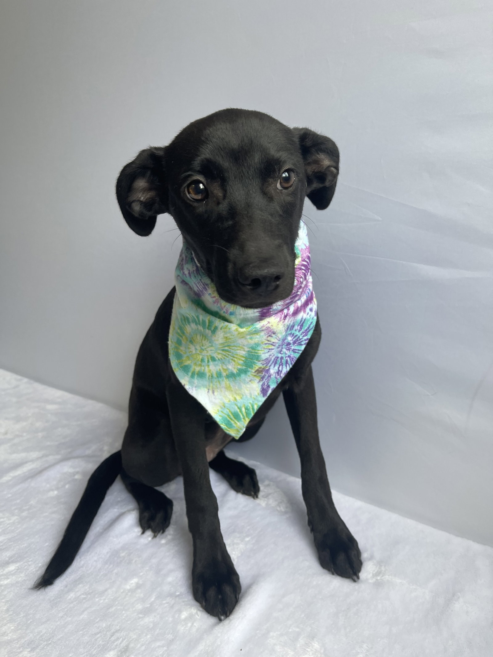 OUR ADOPTABLE DOGS – Appalachian Highlands Humane Society