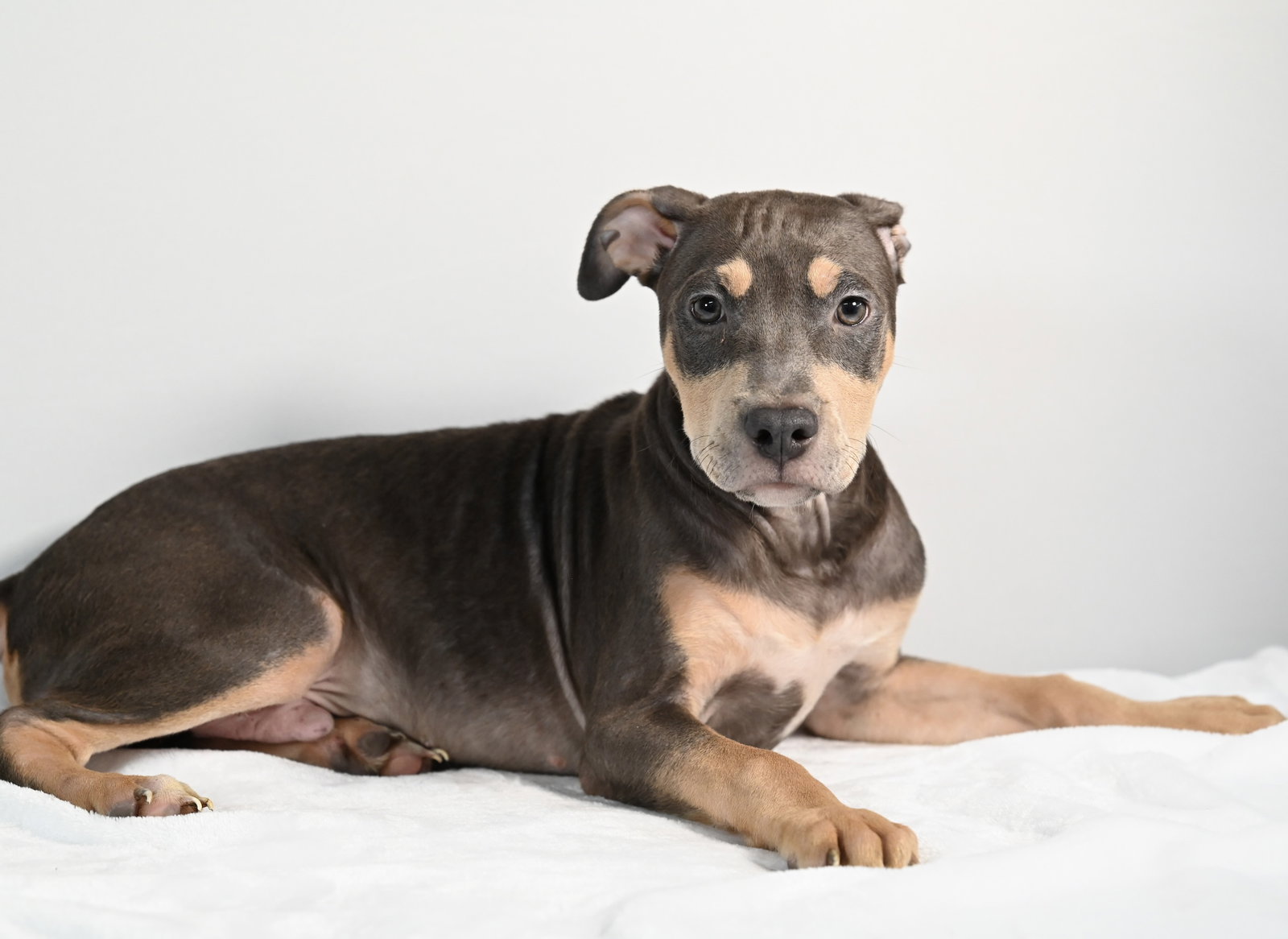 OUR ADOPTABLE DOGS – Appalachian Highlands Humane Society