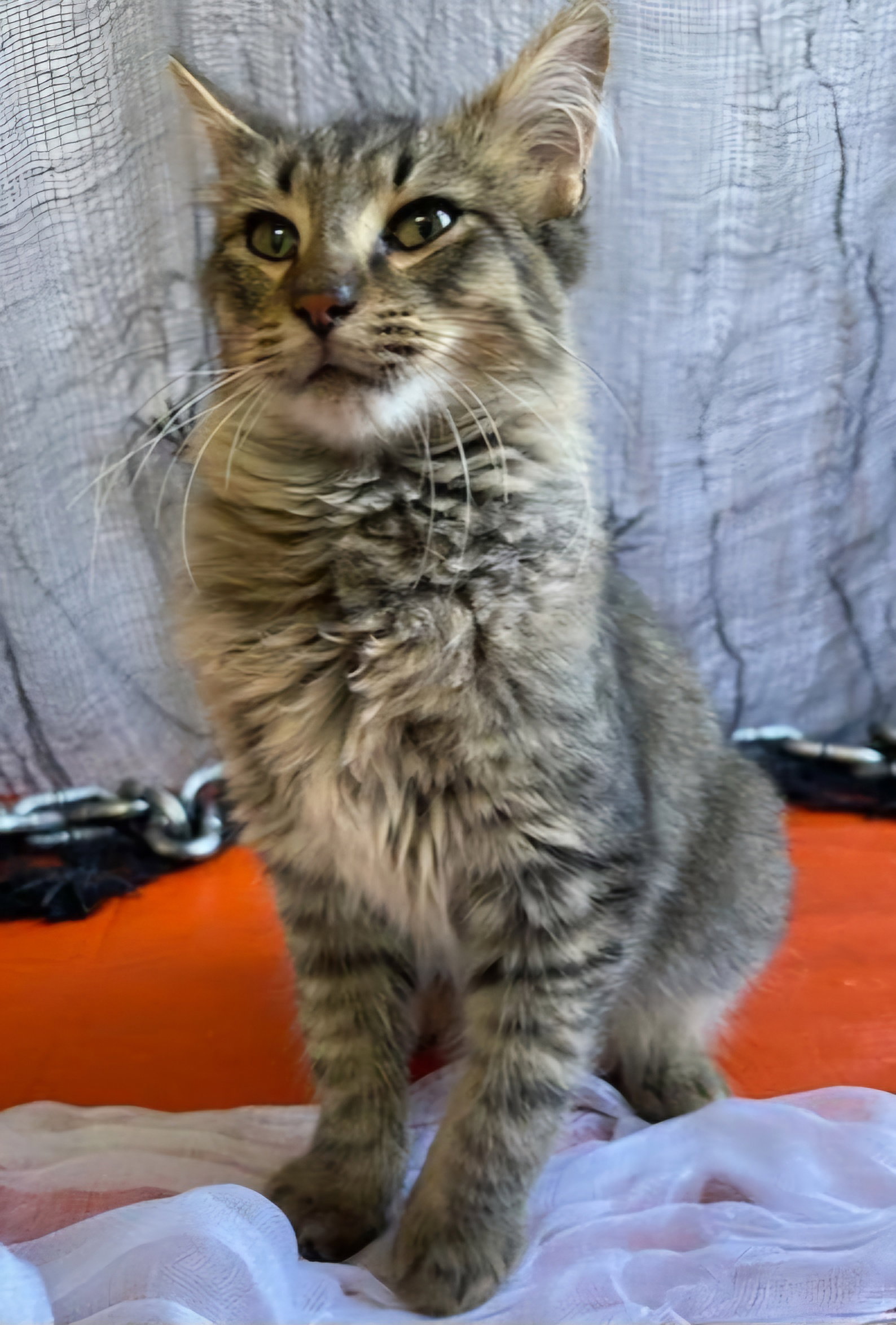 OUR ADOPTABLE CATS – Appalachian Highlands Humane Society