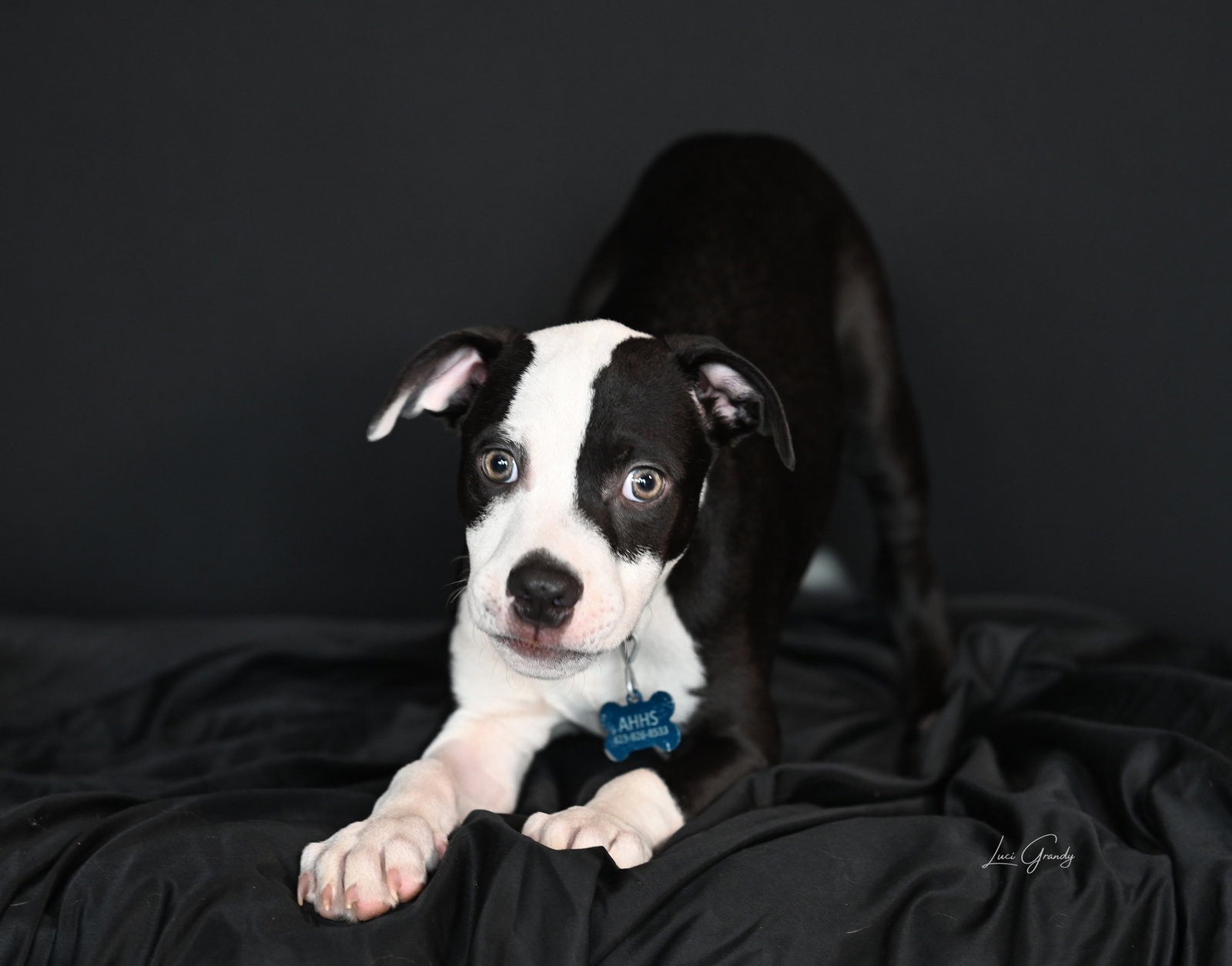 OUR ADOPTABLE DOGS – Appalachian Highlands Humane Society
