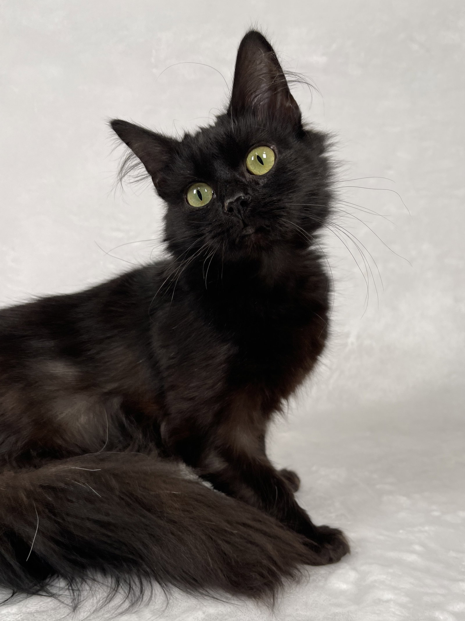 OUR ADOPTABLE CATS – Appalachian Highlands Humane Society