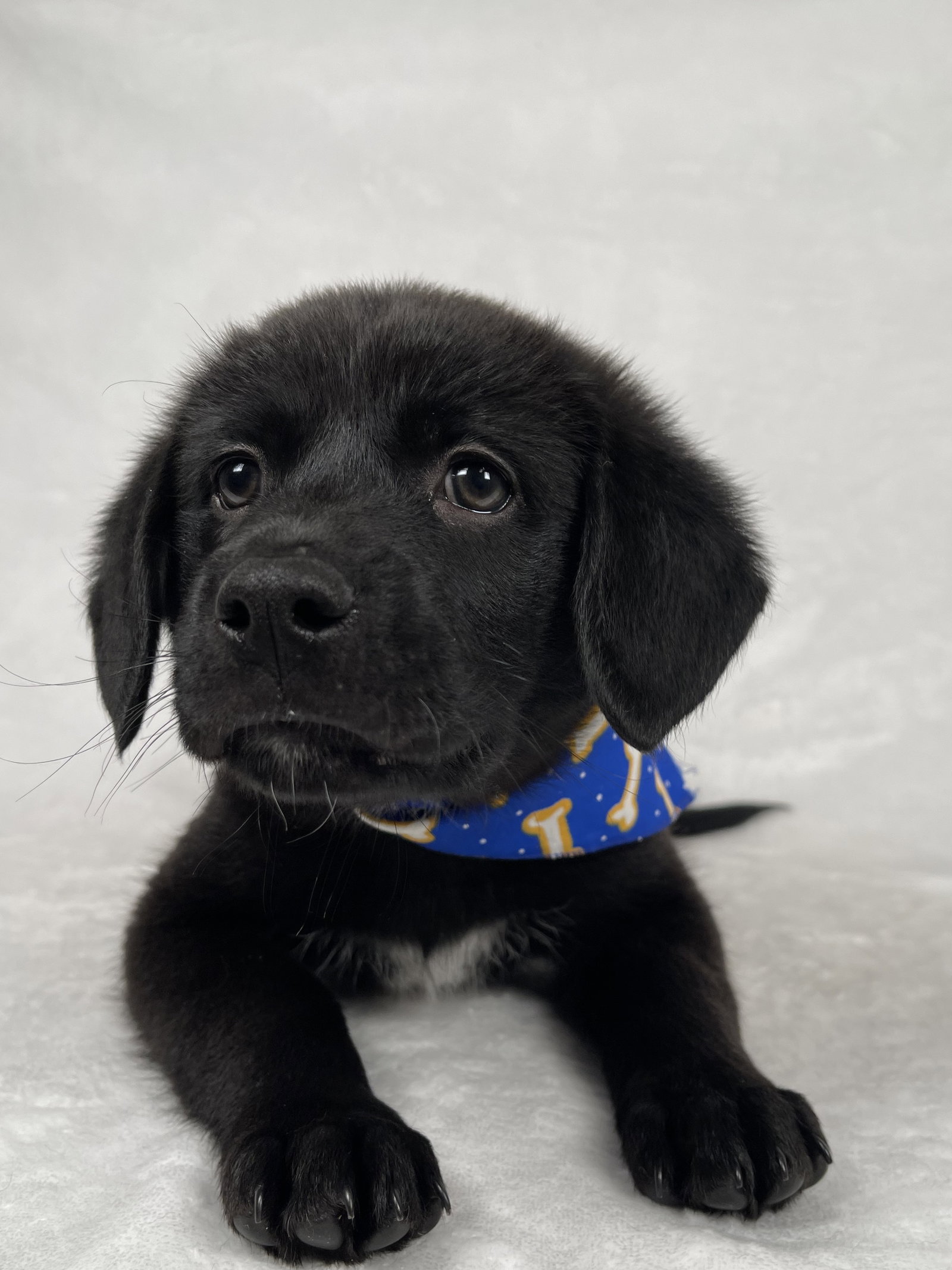 OUR ADOPTABLE DOGS – Appalachian Highlands Humane Society
