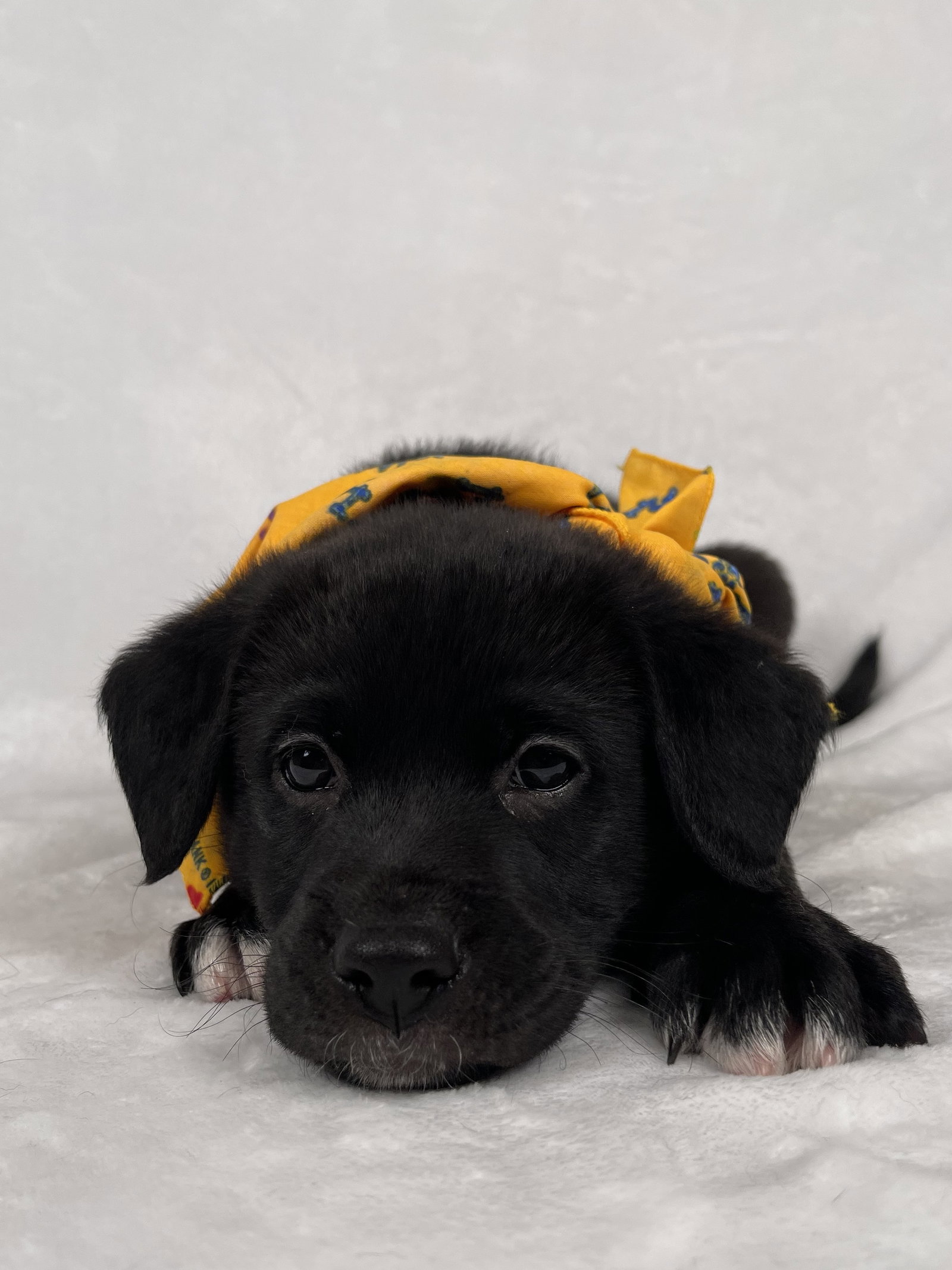 OUR ADOPTABLE DOGS – Appalachian Highlands Humane Society