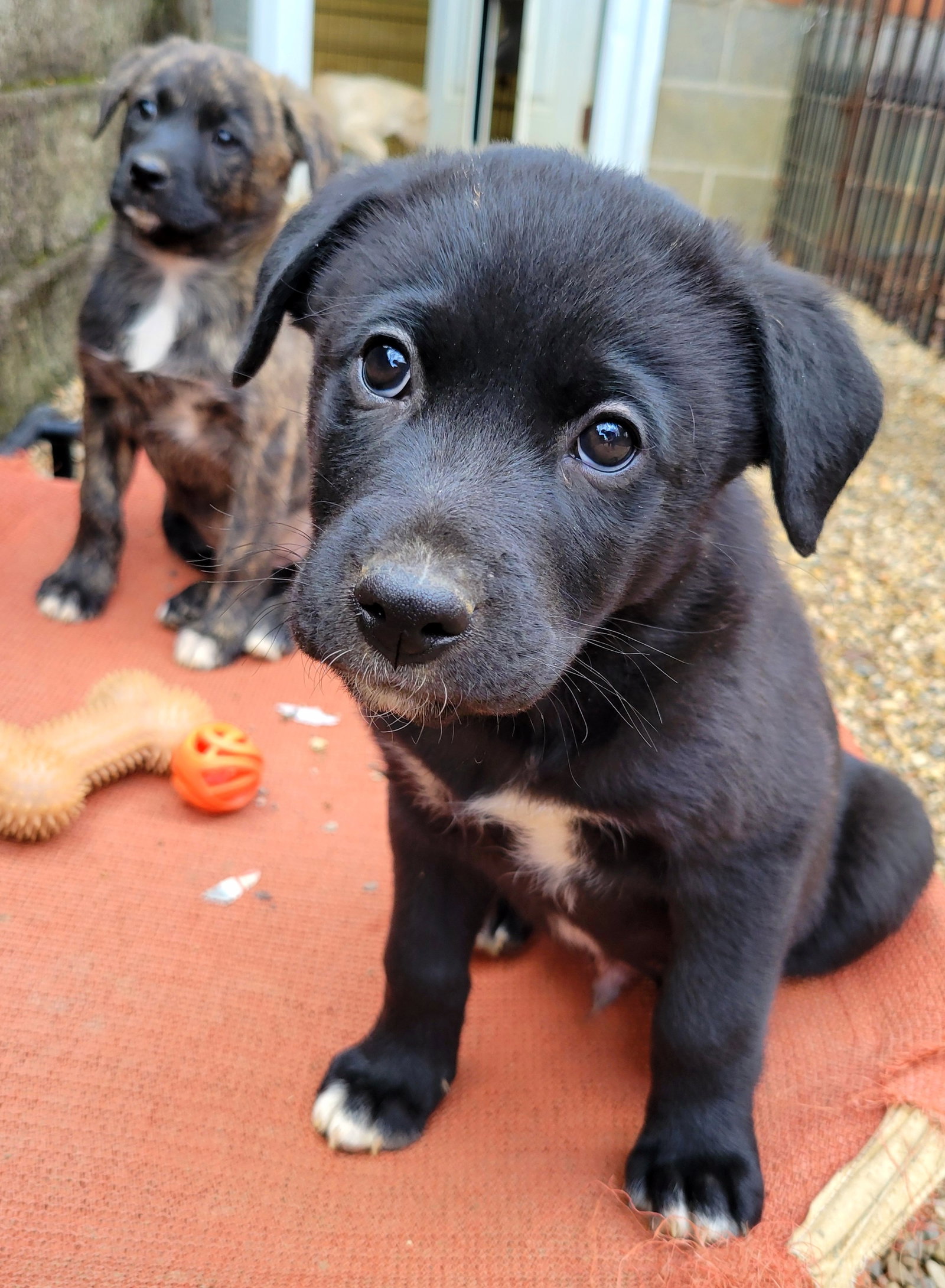OUR ADOPTABLE DOGS – Appalachian Highlands Humane Society