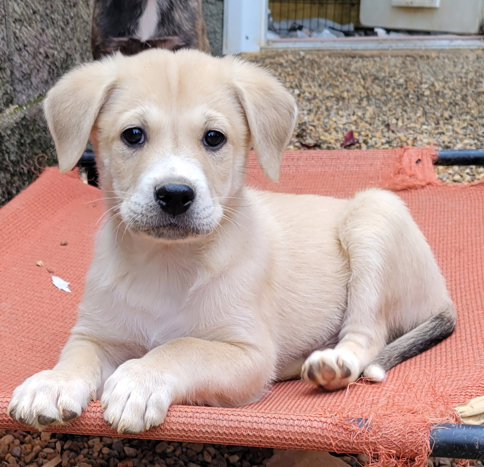 OUR ADOPTABLE DOGS – Appalachian Highlands Humane Society