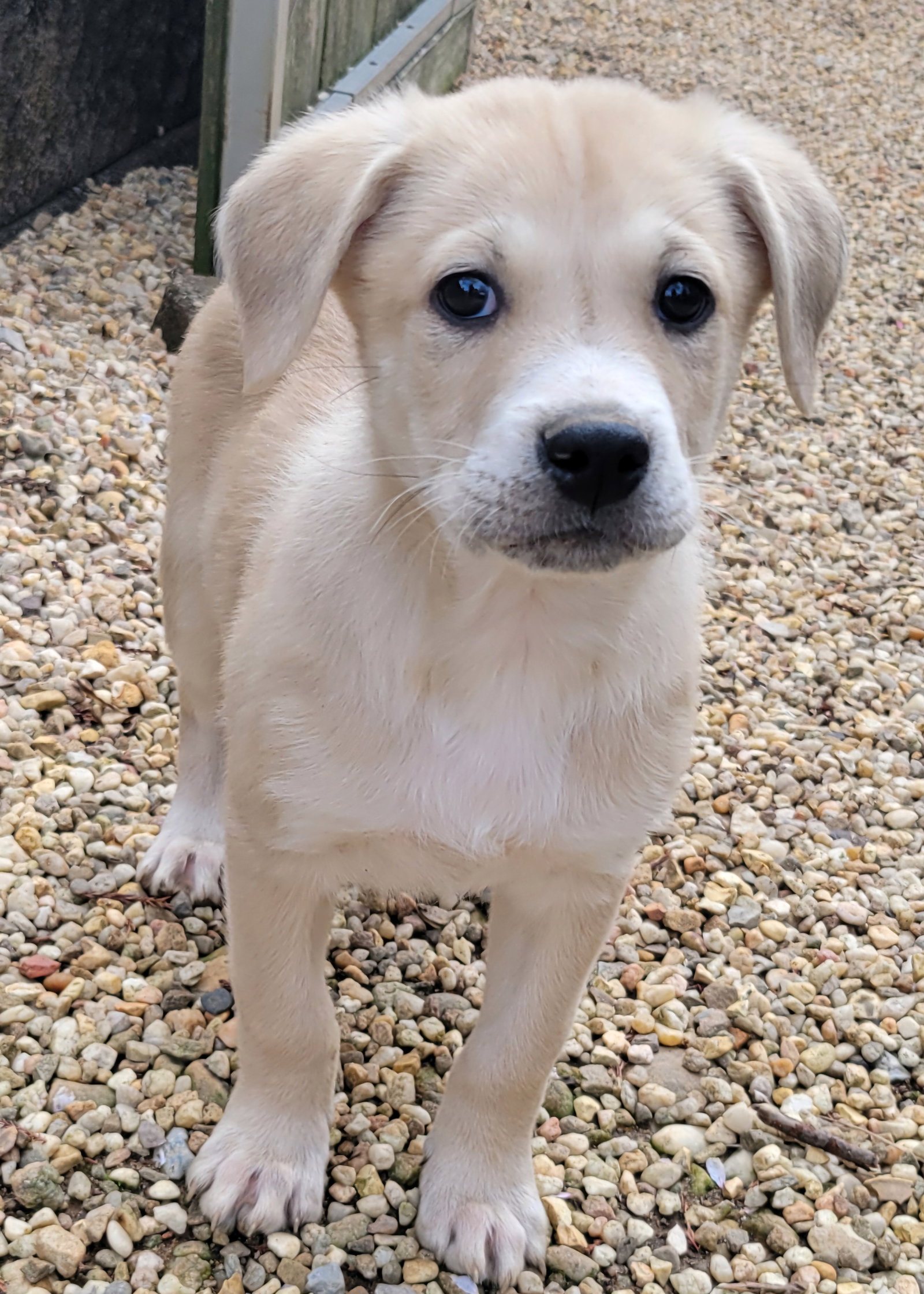 OUR ADOPTABLE DOGS – Appalachian Highlands Humane Society