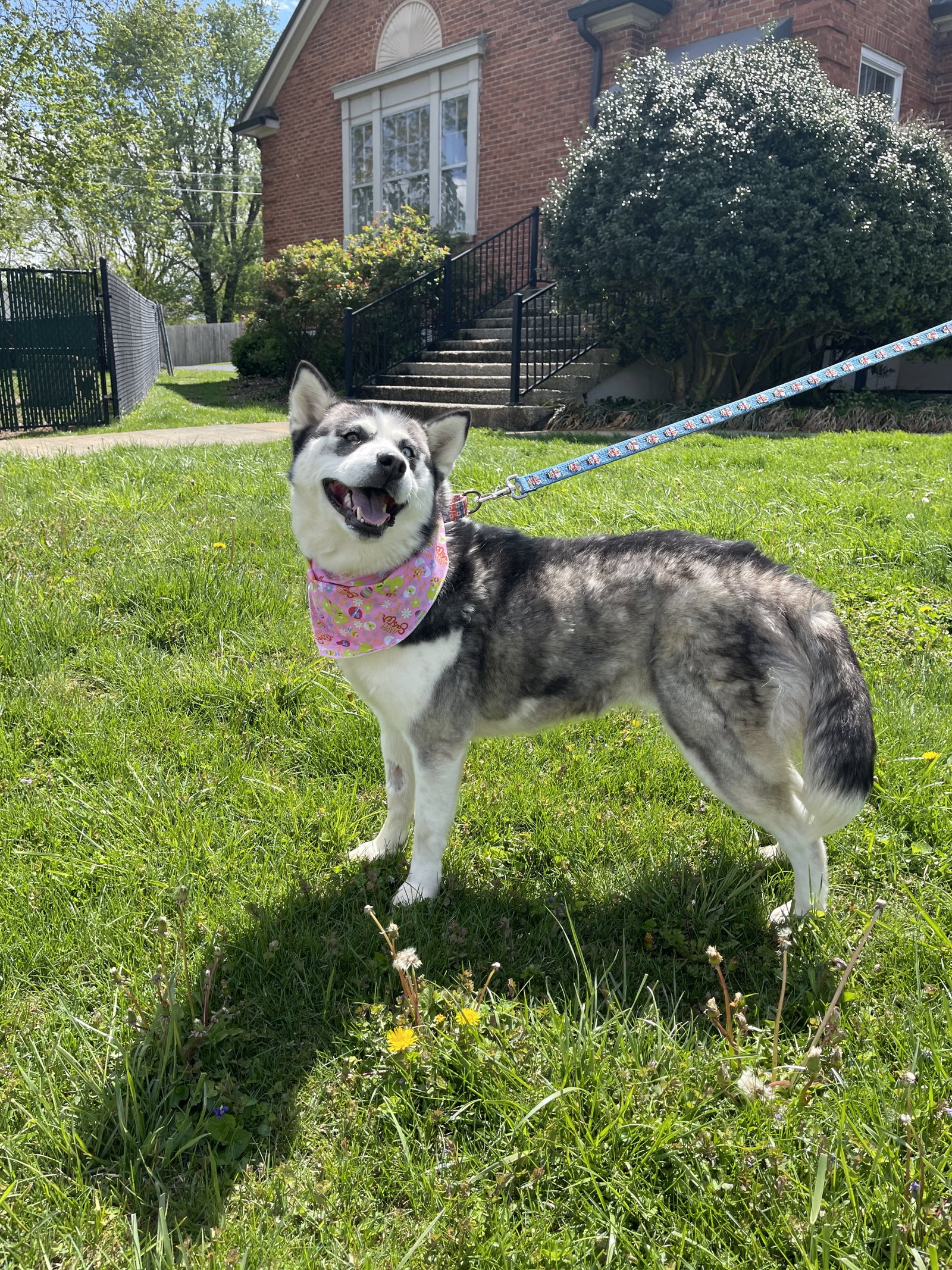 OUR ADOPTABLE DOGS – Appalachian Highlands Humane Society