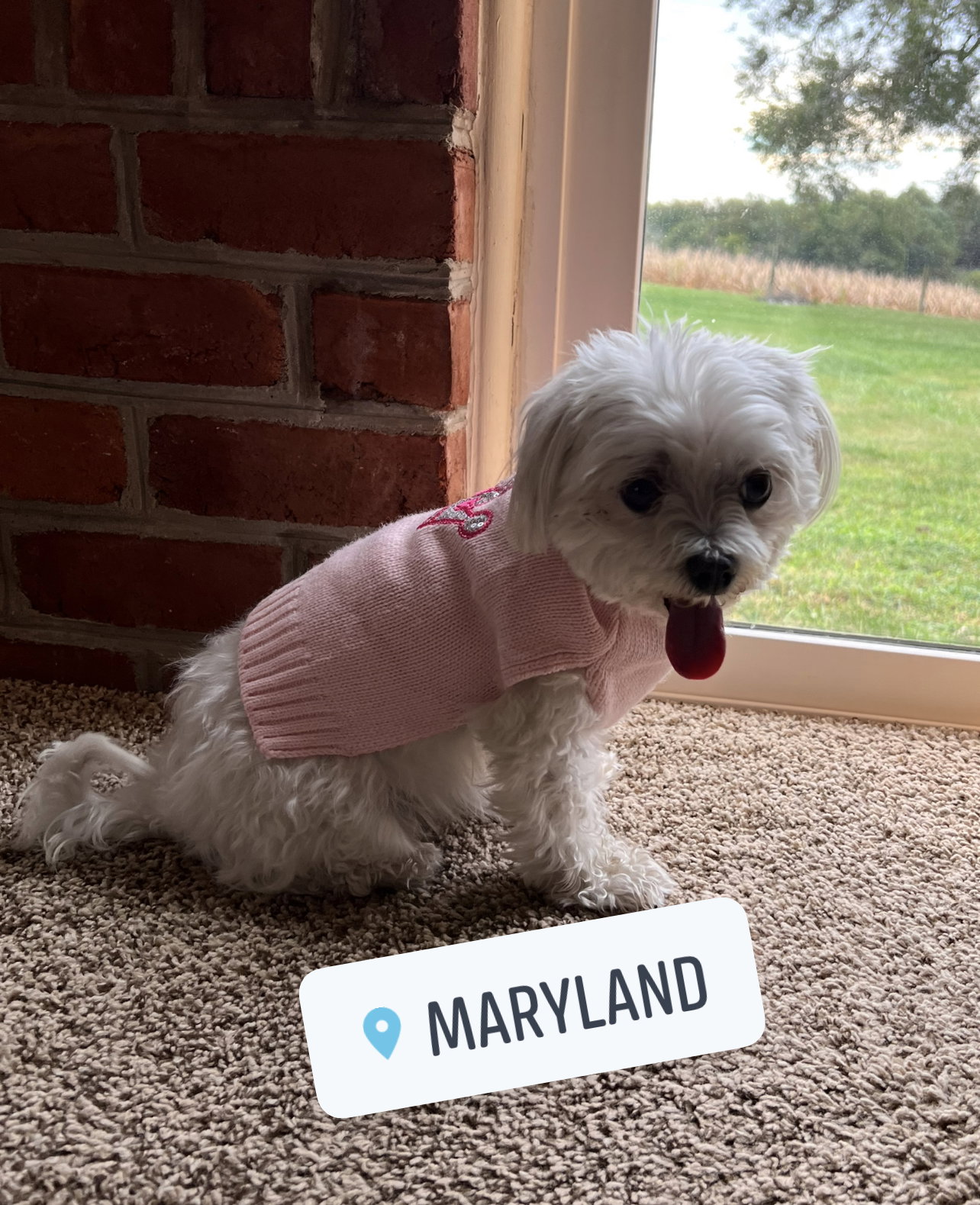 Dog for Adoption - Mika, a Maltese in Albemarle, NC | Alpha Paw