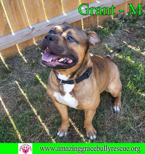 Welcome [amazinggracebullyrescue.rescuegroups.org]