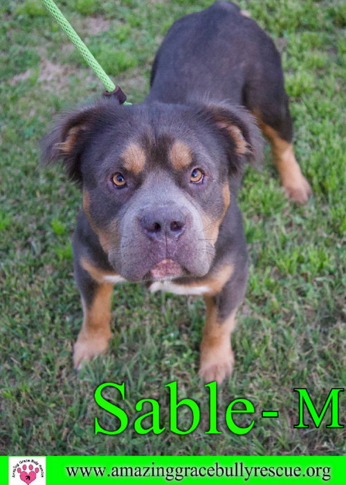 Welcome [amazinggracebullyrescue.rescuegroups.org]