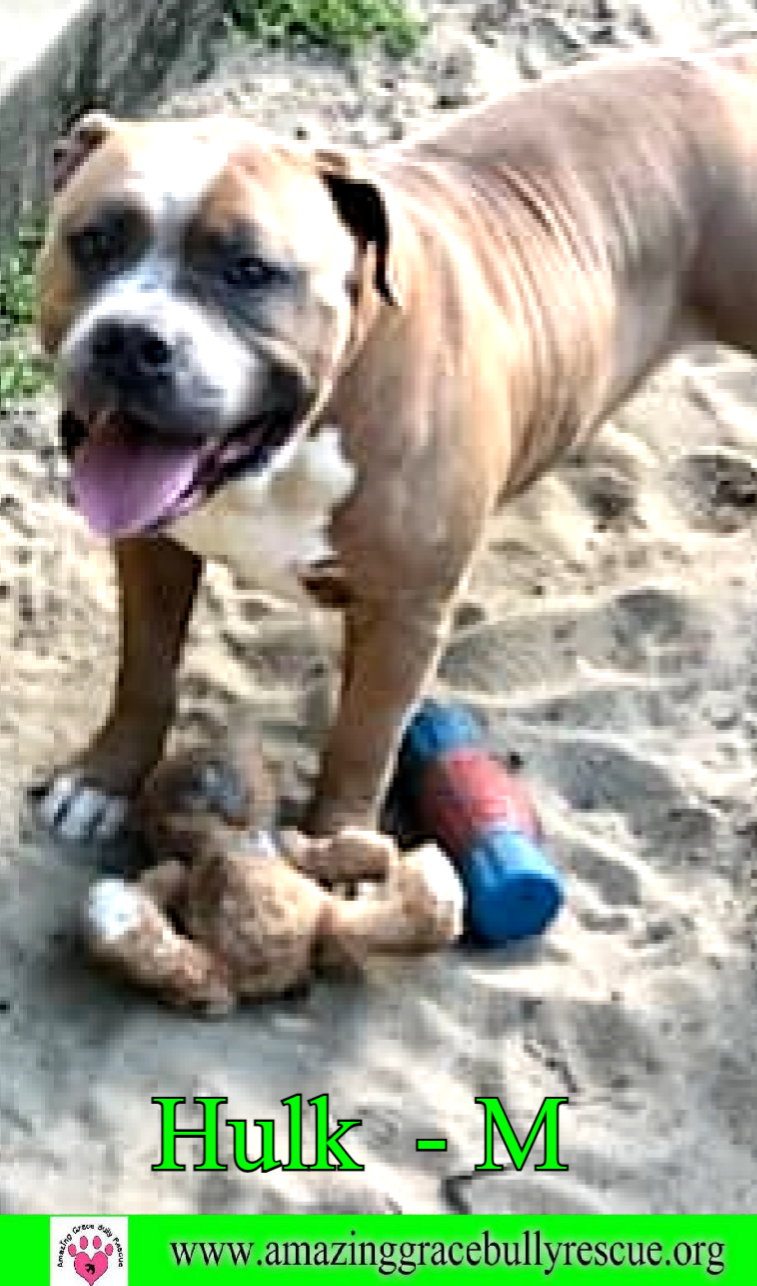 Dog for Adoption - Hulk, a American Bulldog in Spanish Fort, AL | Alpha Paw