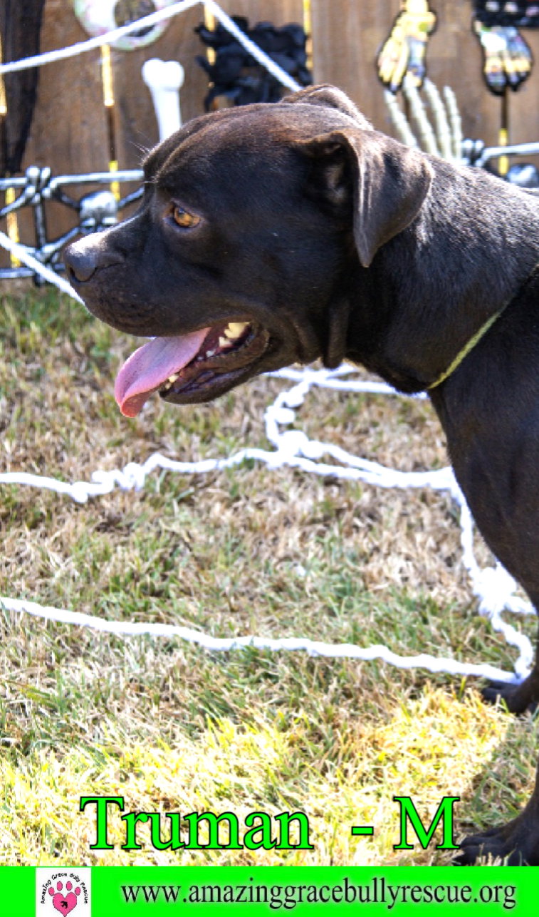 Dog for Adoption - Truman, a Boxer in Okaloosa County, FL | Alpha Paw