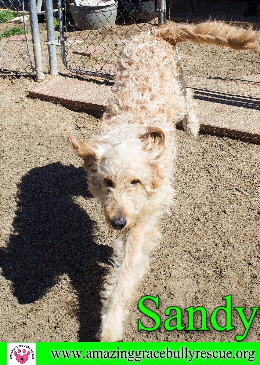 Dog for Adoption - Sandy, a Labrador Retriever in Wallace, FL | Alpha Paw