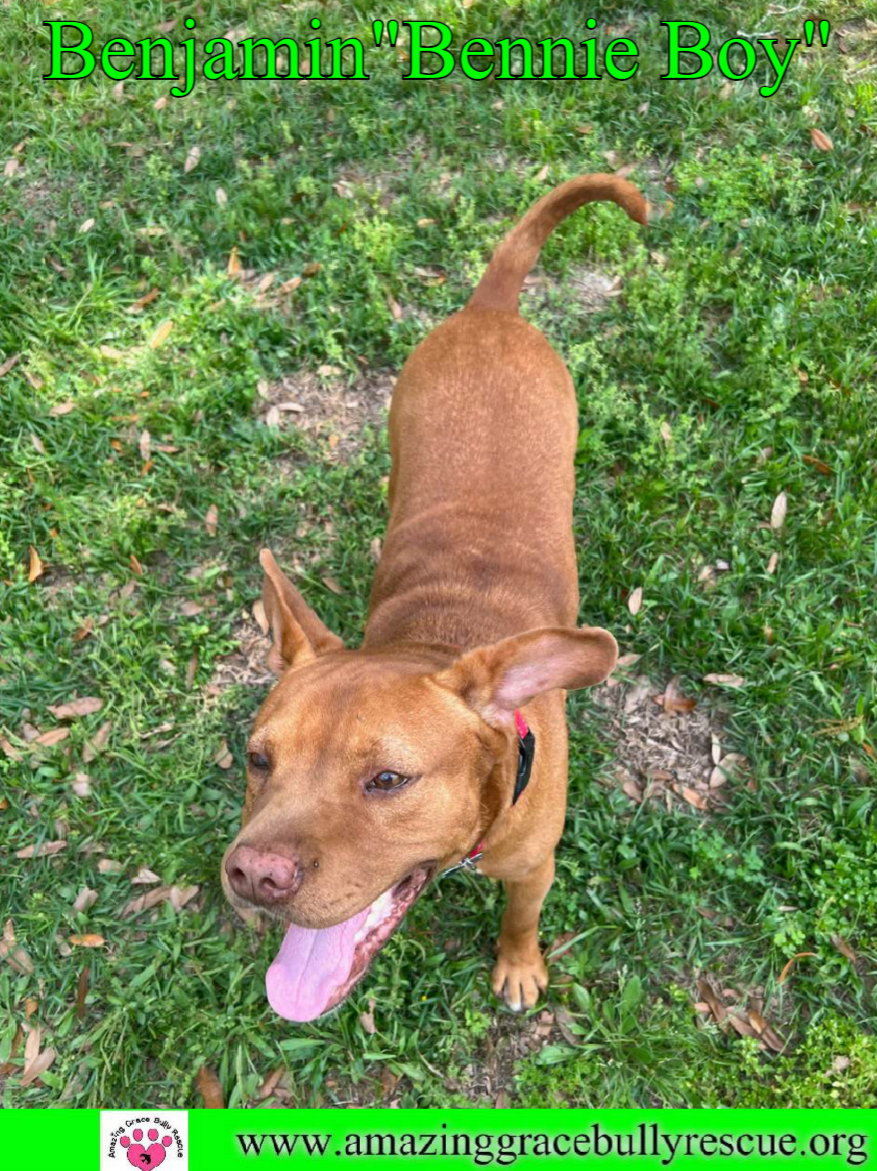 Dog for Adoption - Benjamin "Bennie Boy", a Boxer in Eglin Air Force ...