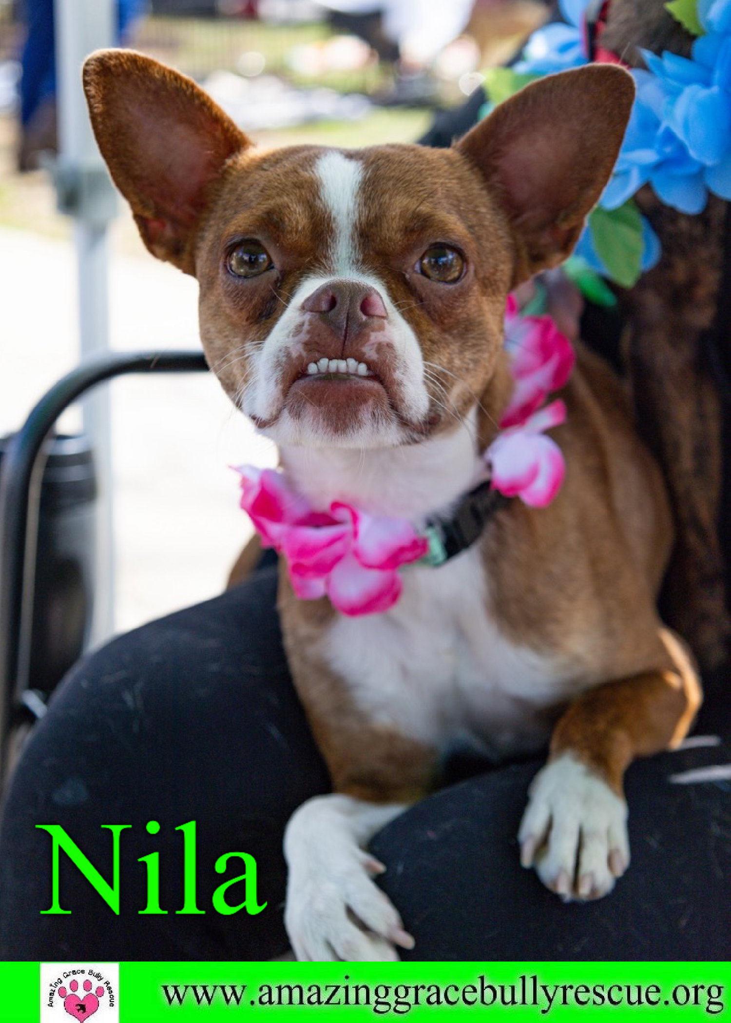 Dog for Adoption - Nila, a Chihuahua in Tiger Point, FL | Alpha Paw