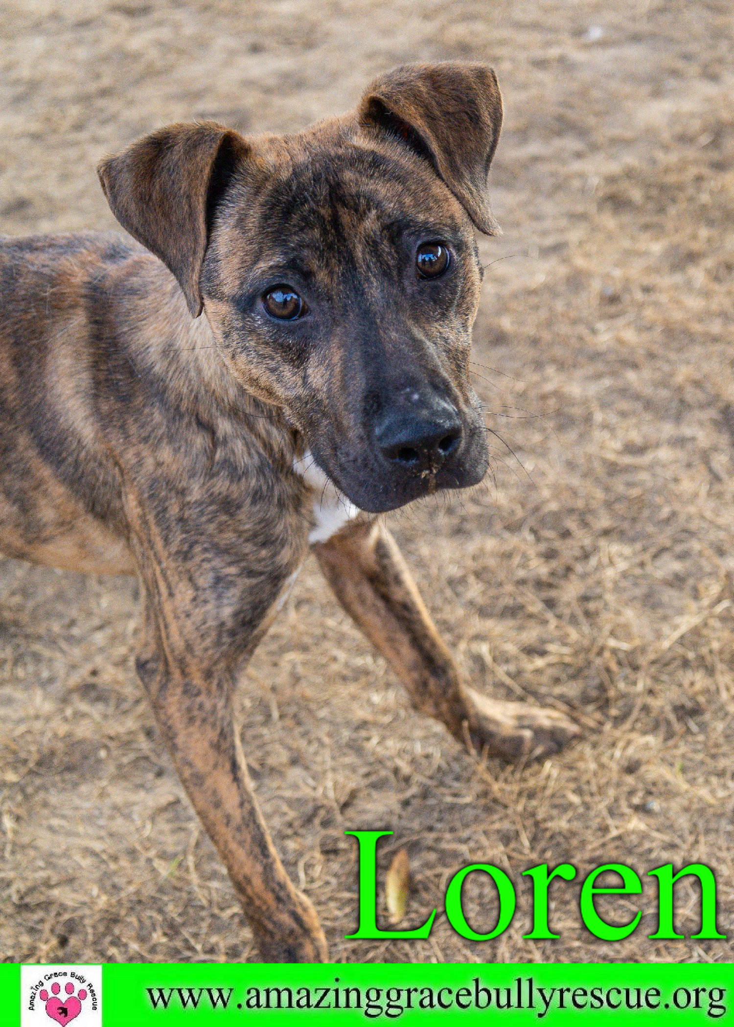 Dog for Adoption - Loren, a American Staffordshire Terrier in Fort ...