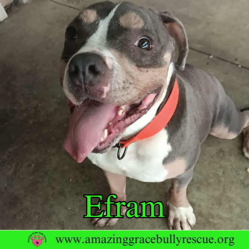 Efram's Web Page