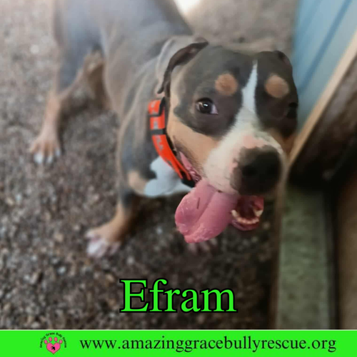 Efram's Web Page