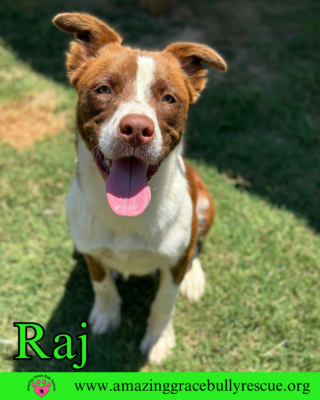 Dog for Adoption - Raj, a Border Collie in Gulf Breeze, FL | Alpha Paw