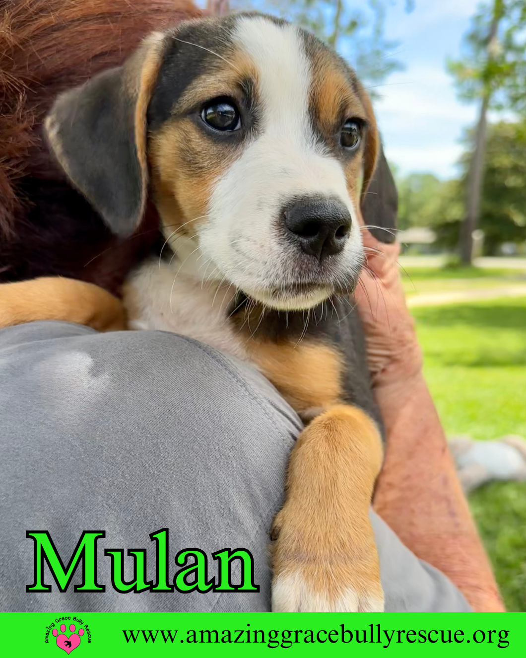 Dog for Adoption - Mulan, a Labrador Retriever in Eglin Village, FL ...