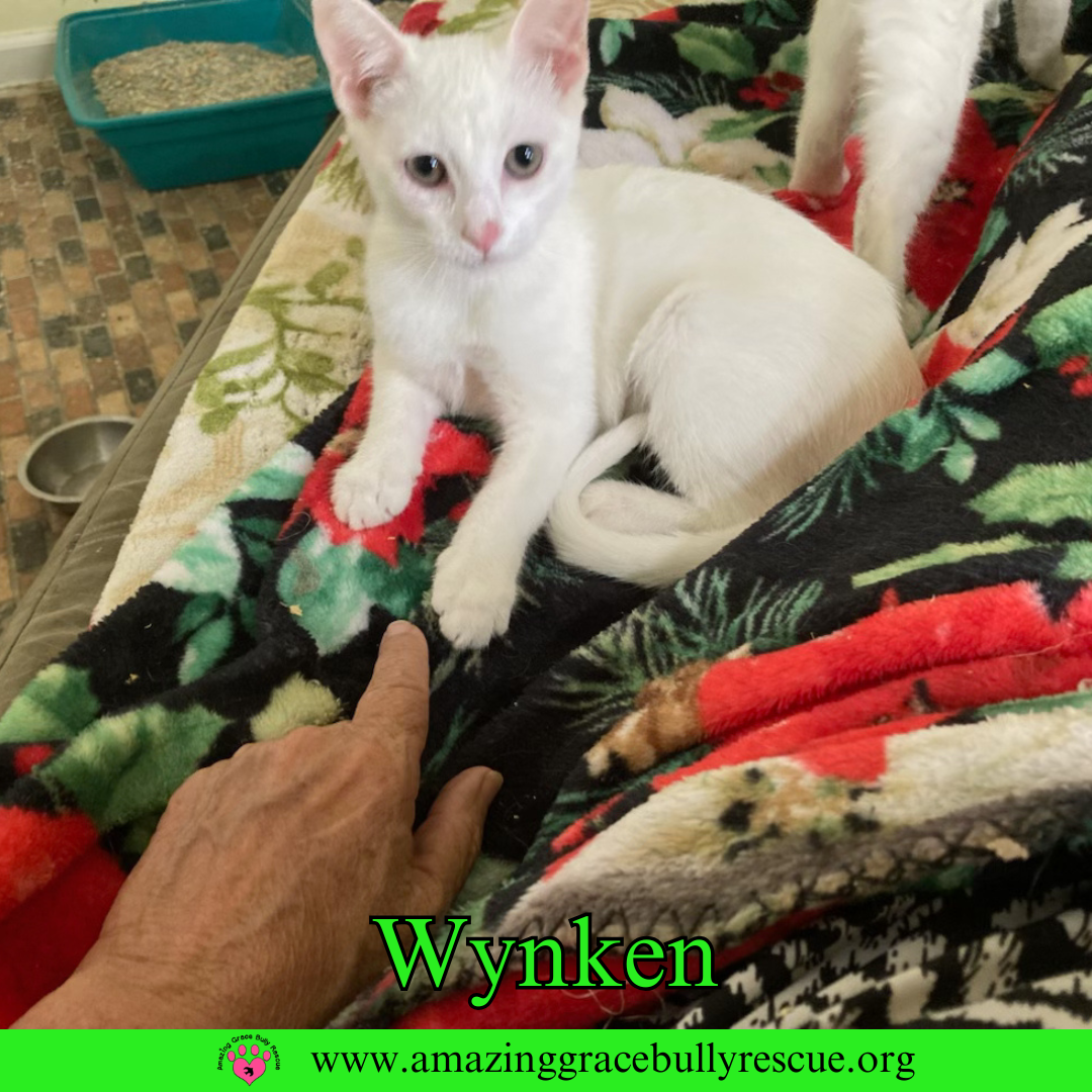Wynken's Web Page