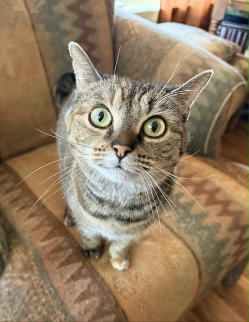 Domestic Short Hair: Temperament, Lifespan & Care Guide | WeRescue