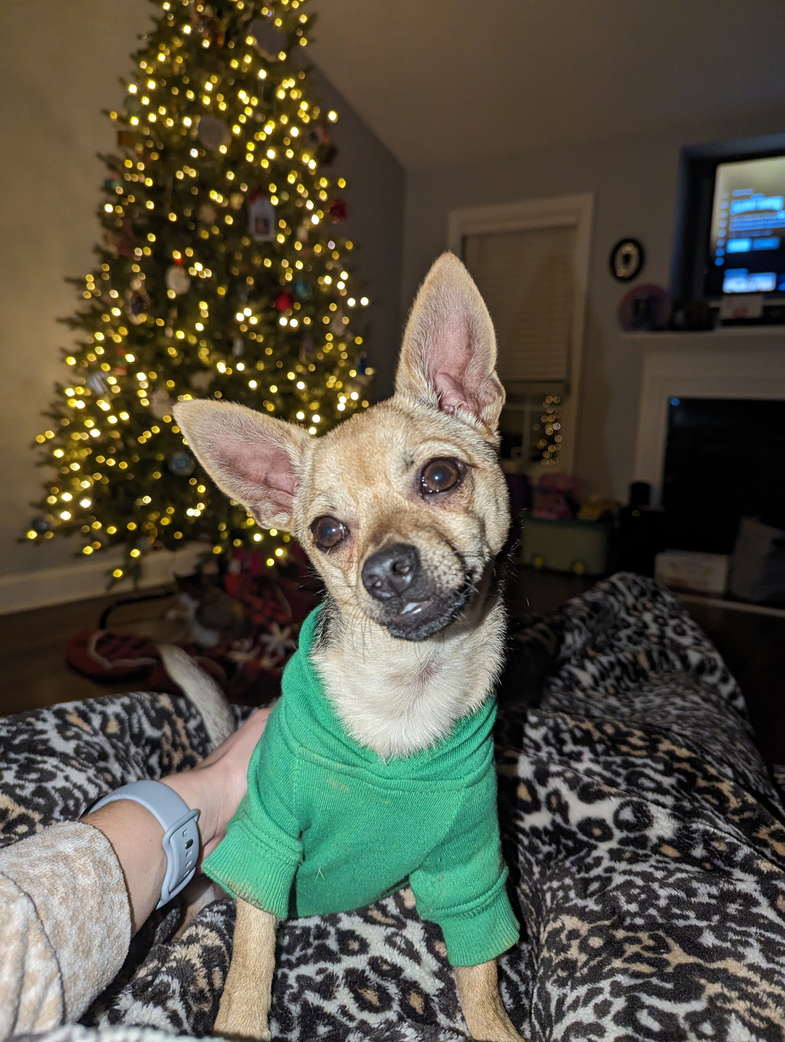 Dog for Adoption - Poochie, a Chihuahua in Caswell County, NC | Alpha Paw