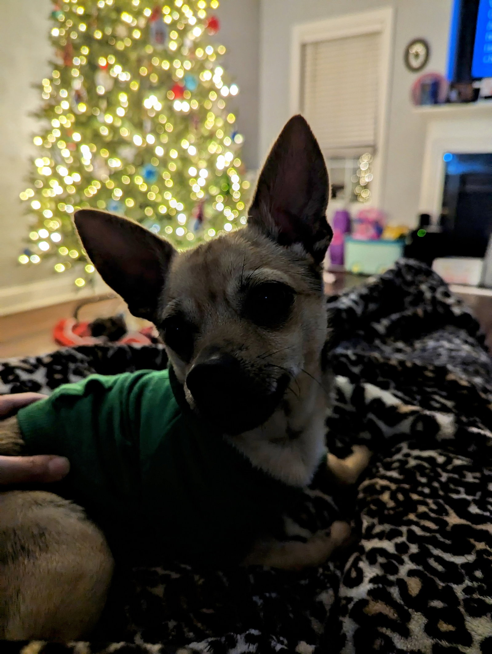 Dog for Adoption - Poochie, a Chihuahua in Caswell County, NC | Alpha Paw