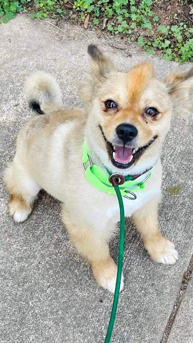 Dog for Adoption - Leo (GA), a Pomeranian in Pomona, NY | Alpha Paw