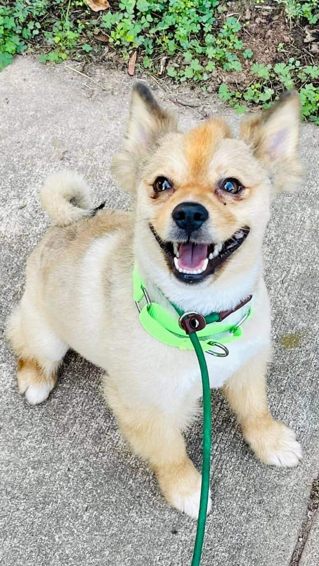 Dog for Adoption - Leo (GA), a Pomeranian in Pomona, NY | Alpha Paw